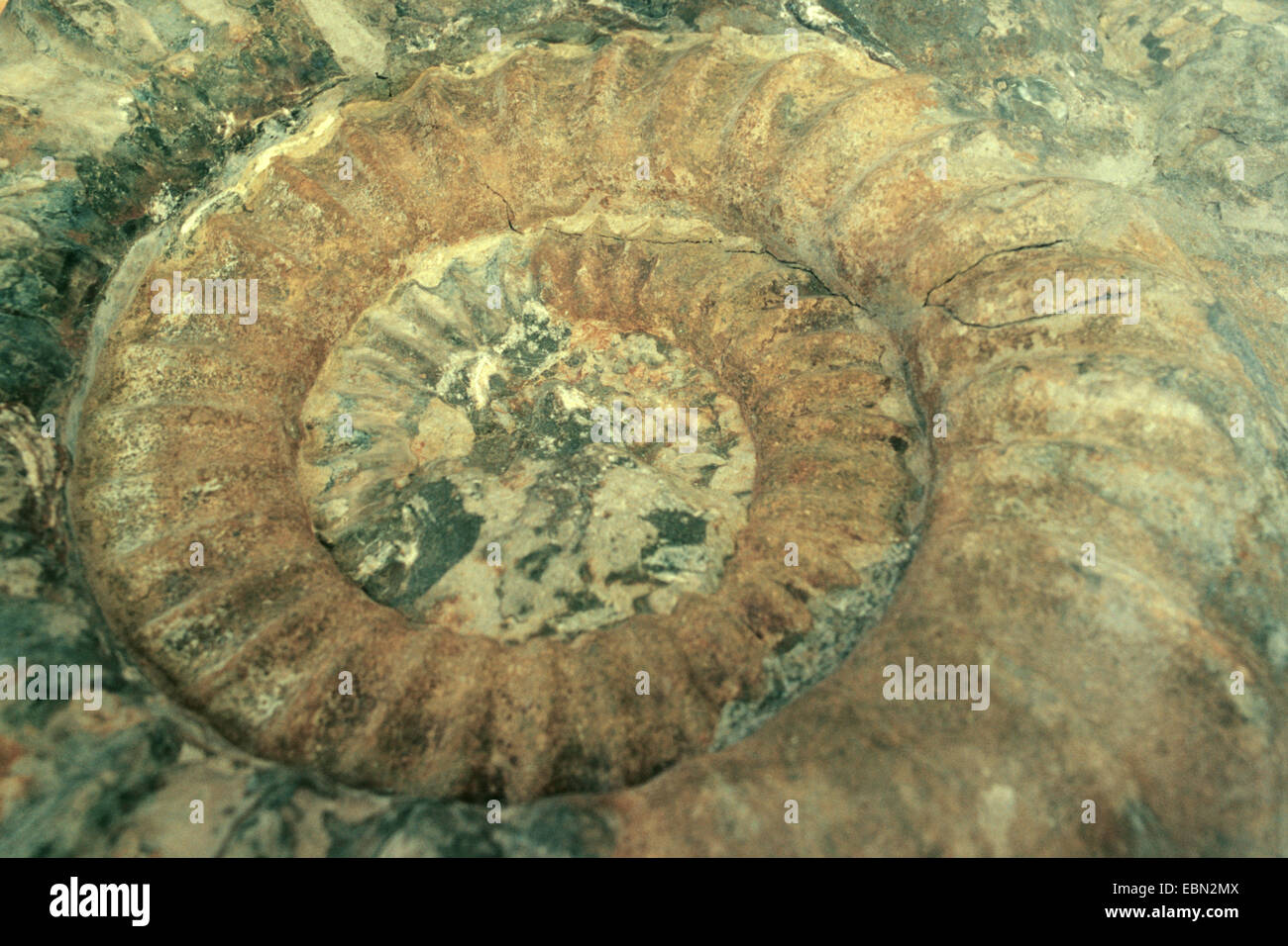 Arietites arietites bucklandi Banque de photographies et d’images à ...