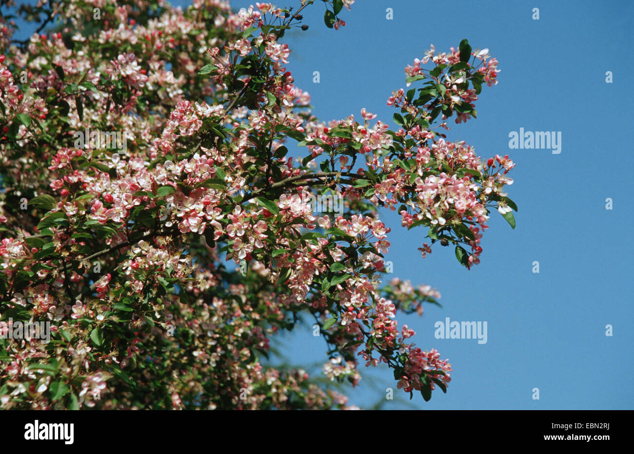 Japanese crab tree malus floribunda Banque de photographies et d’images ...