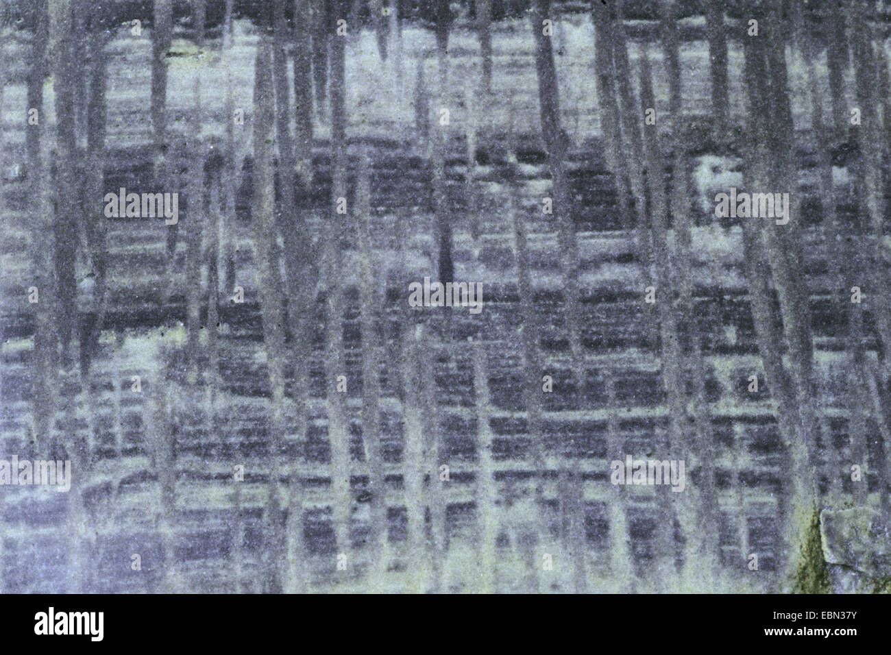 Le cambrien Banque de photographies et d’images à haute résolution - Alamy