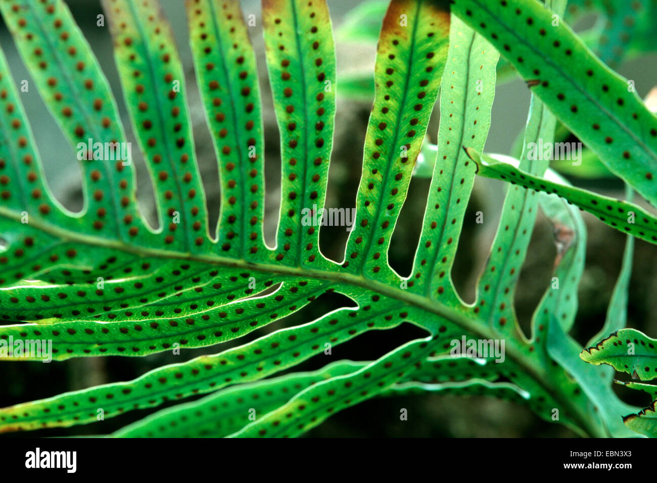 Le polypode commun (Polypodium vulgare), frondes avec sporanges Photo ...