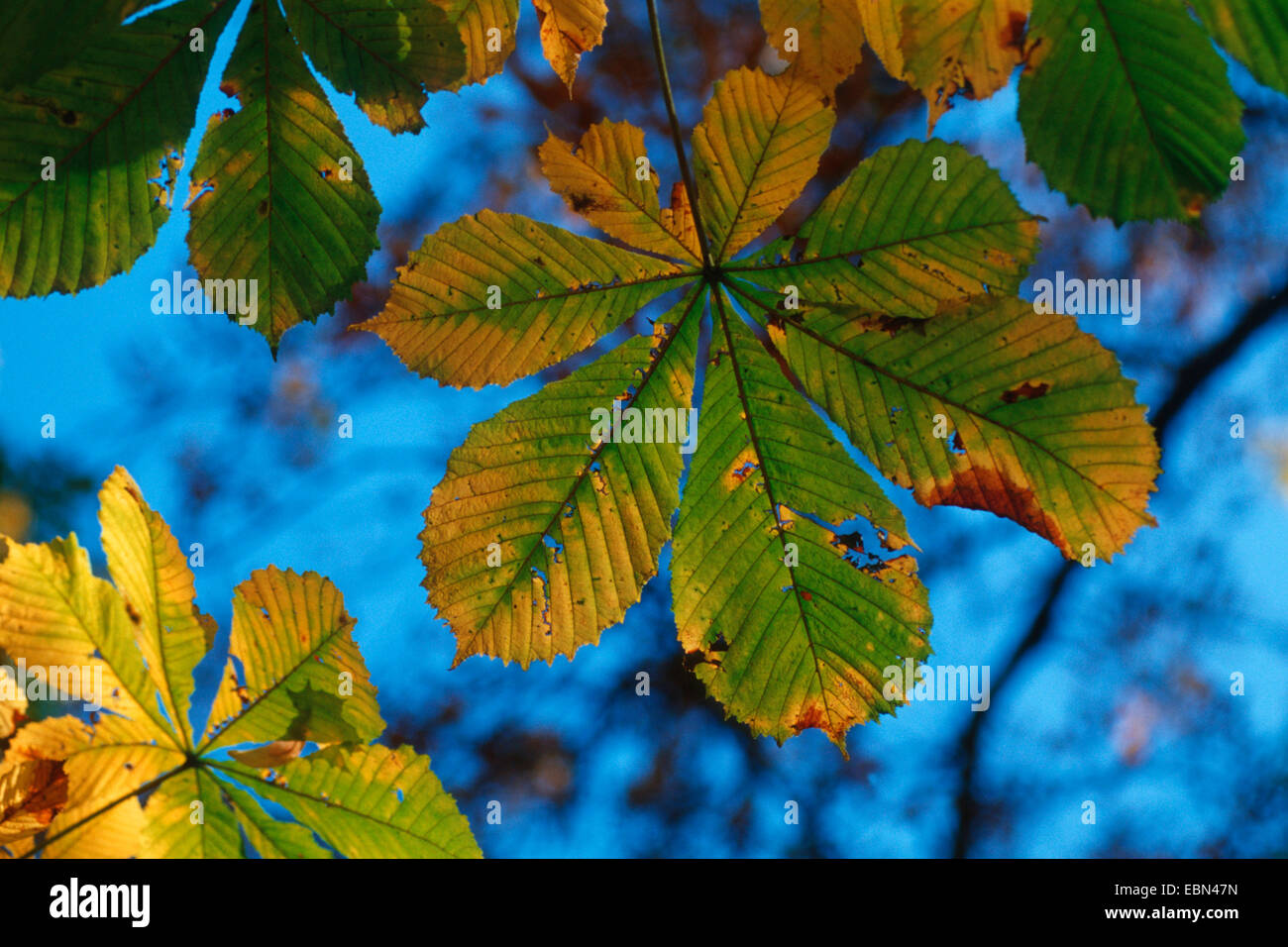 Feuille de marronnier d'automne Banque de photographies et d’images à ...