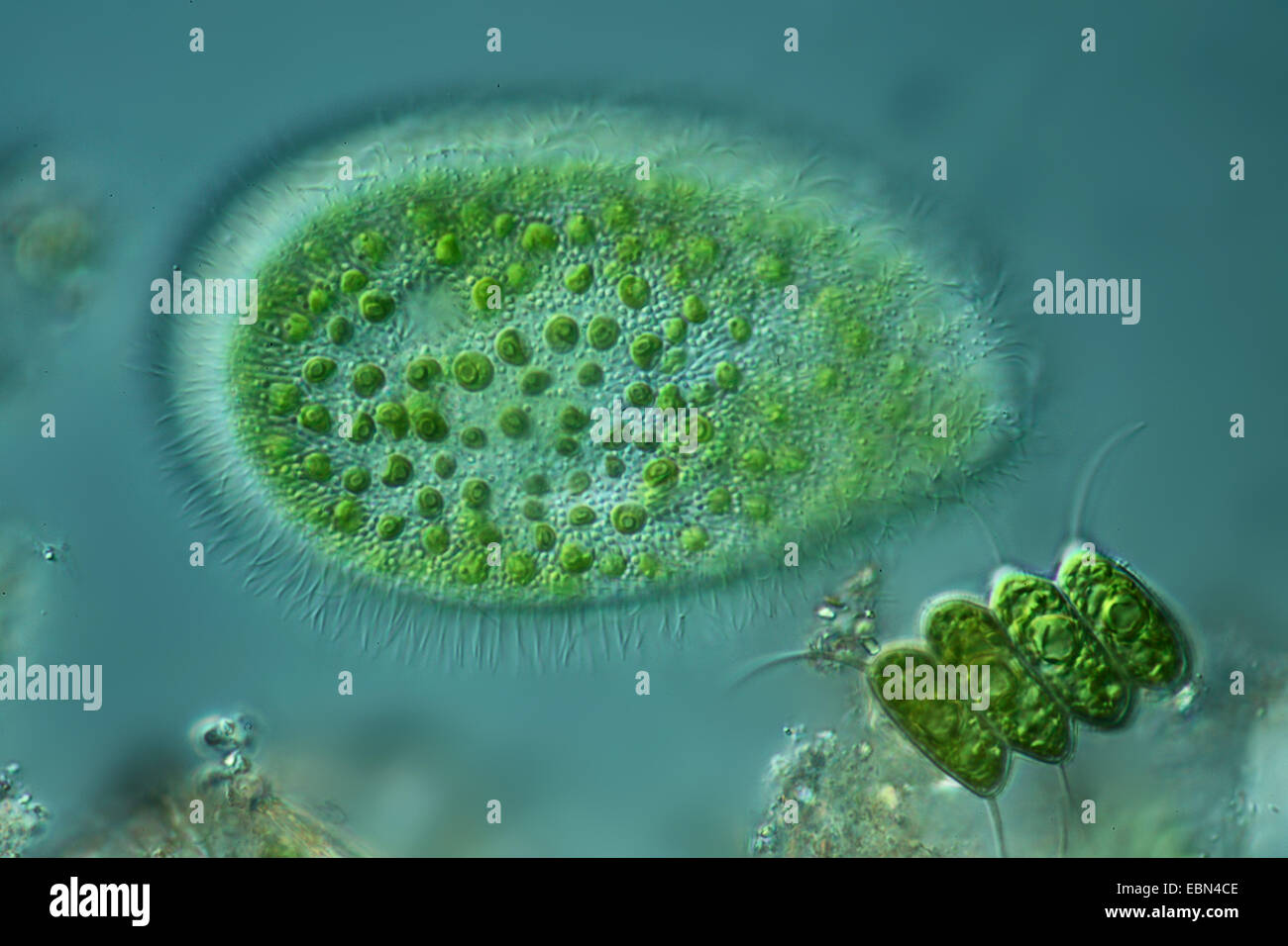 Paramecium paramecium Banque de photographies et d’images à haute ...