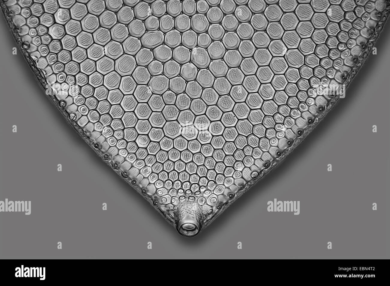 Diatomées fossiles Banque de photographies et d’images à haute ...