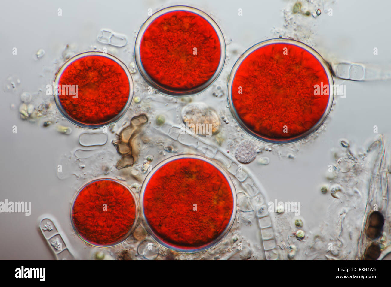 Algue rouge microscope Banque de photographies et d’images à haute ...