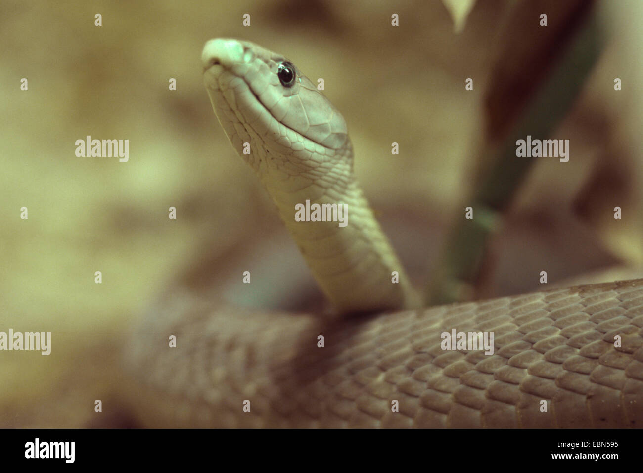 Black mamba portrait Banque de photographies et d’images à haute ...