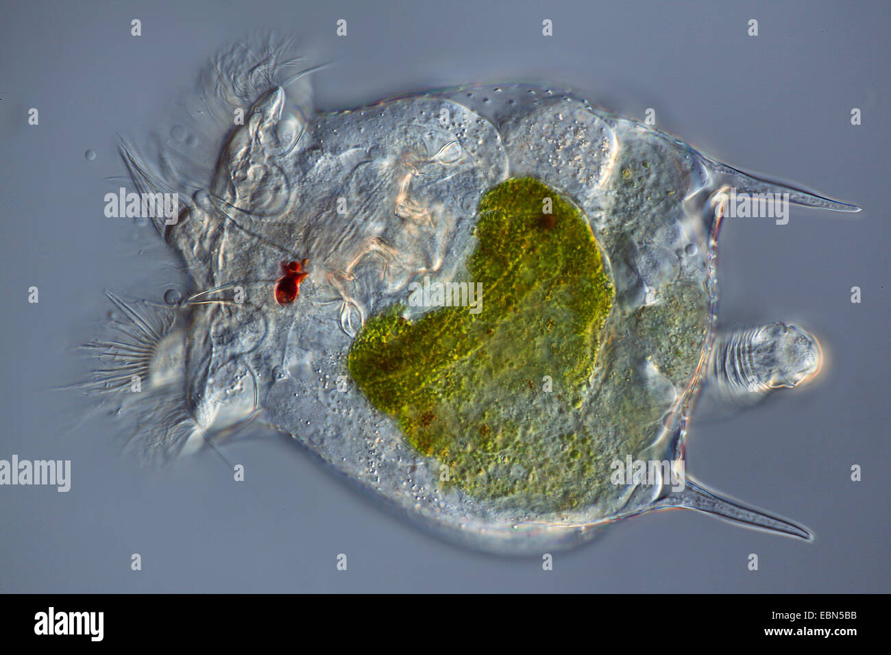 Les rotifères (Rotatoria), contraste d'interférence différentielle en ...