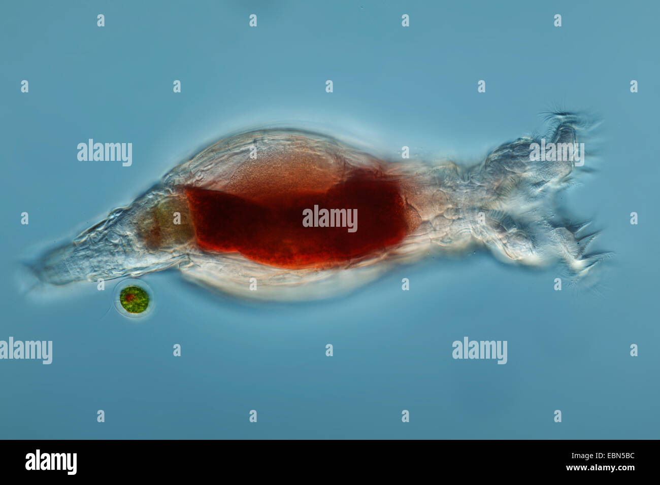 Rotifer rouge f renard Banque de photographies et d’images à haute ...