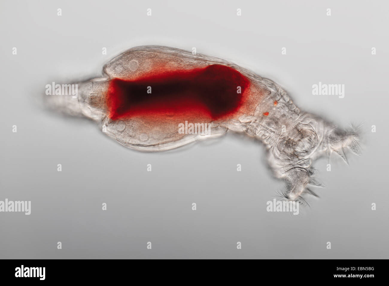 Rotifer rouge f renard Banque de photographies et d’images à haute ...