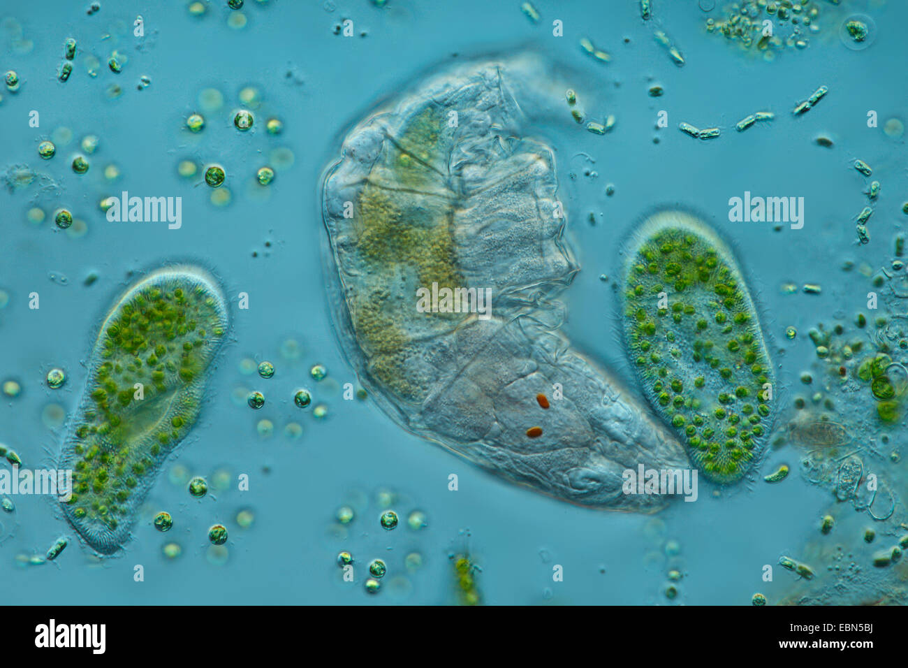 Rotifers rotatoria Banque de photographies et d’images à haute ...