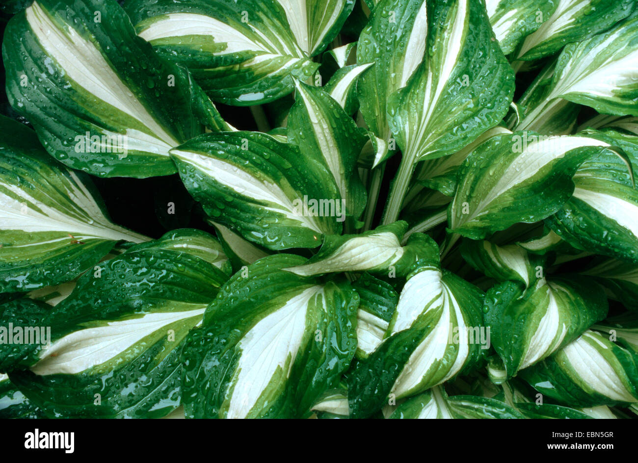 Hosta undulata var univittata Banque de photographies et d’images à ...