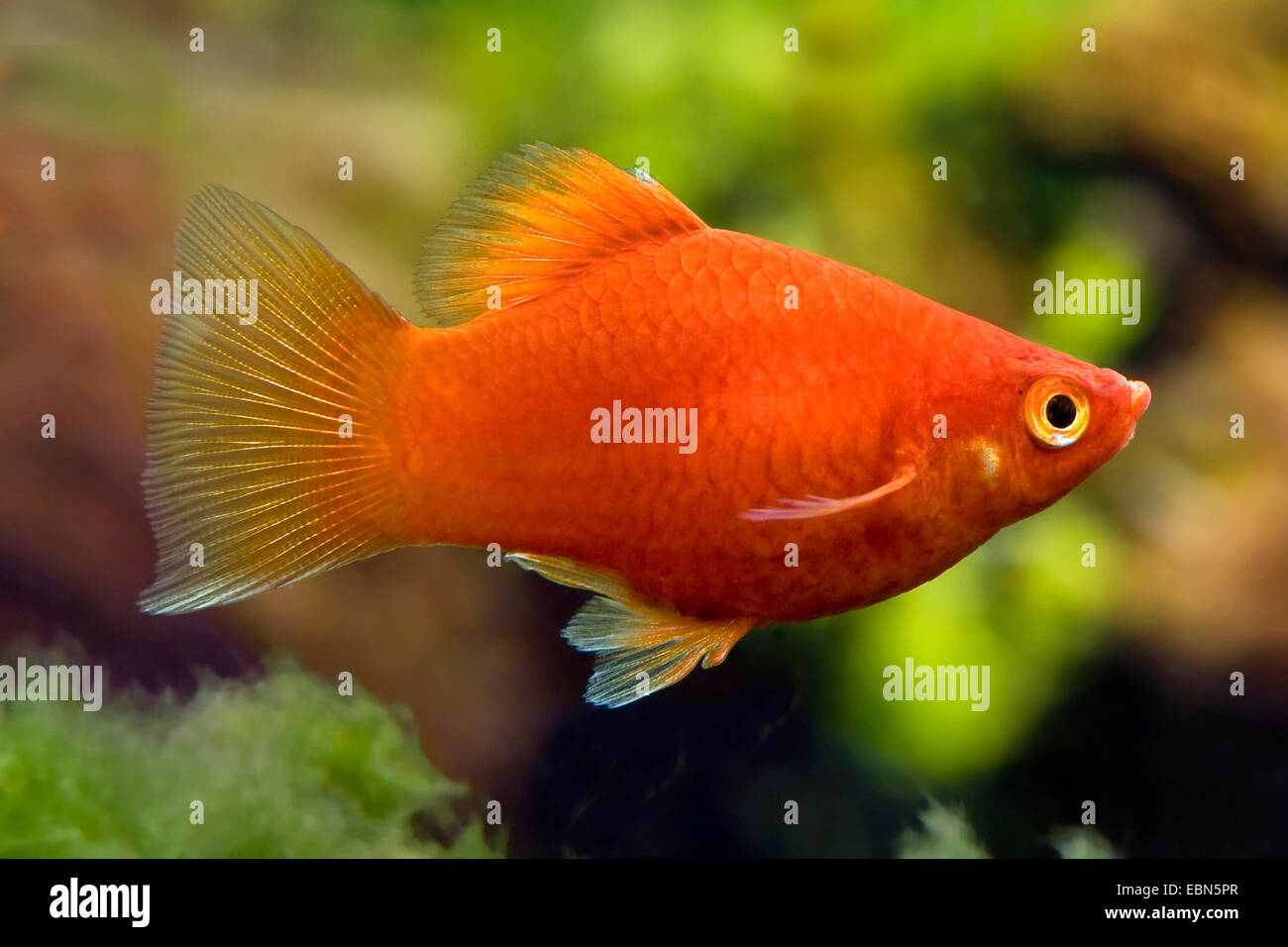 Poissons Platy Banque d'image et photos - Alamy
