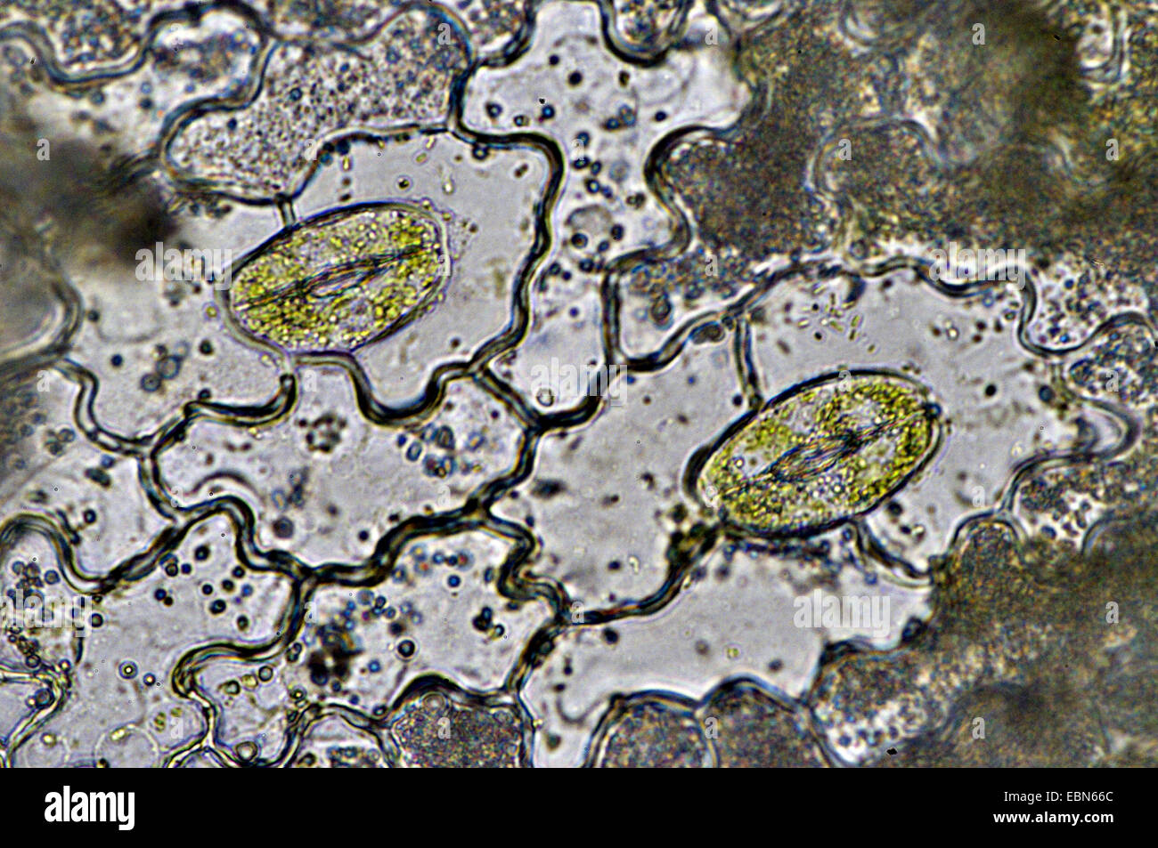 Stomate Or Stoma Or Stomates Or Stomata Banque d'image et photos - Alamy