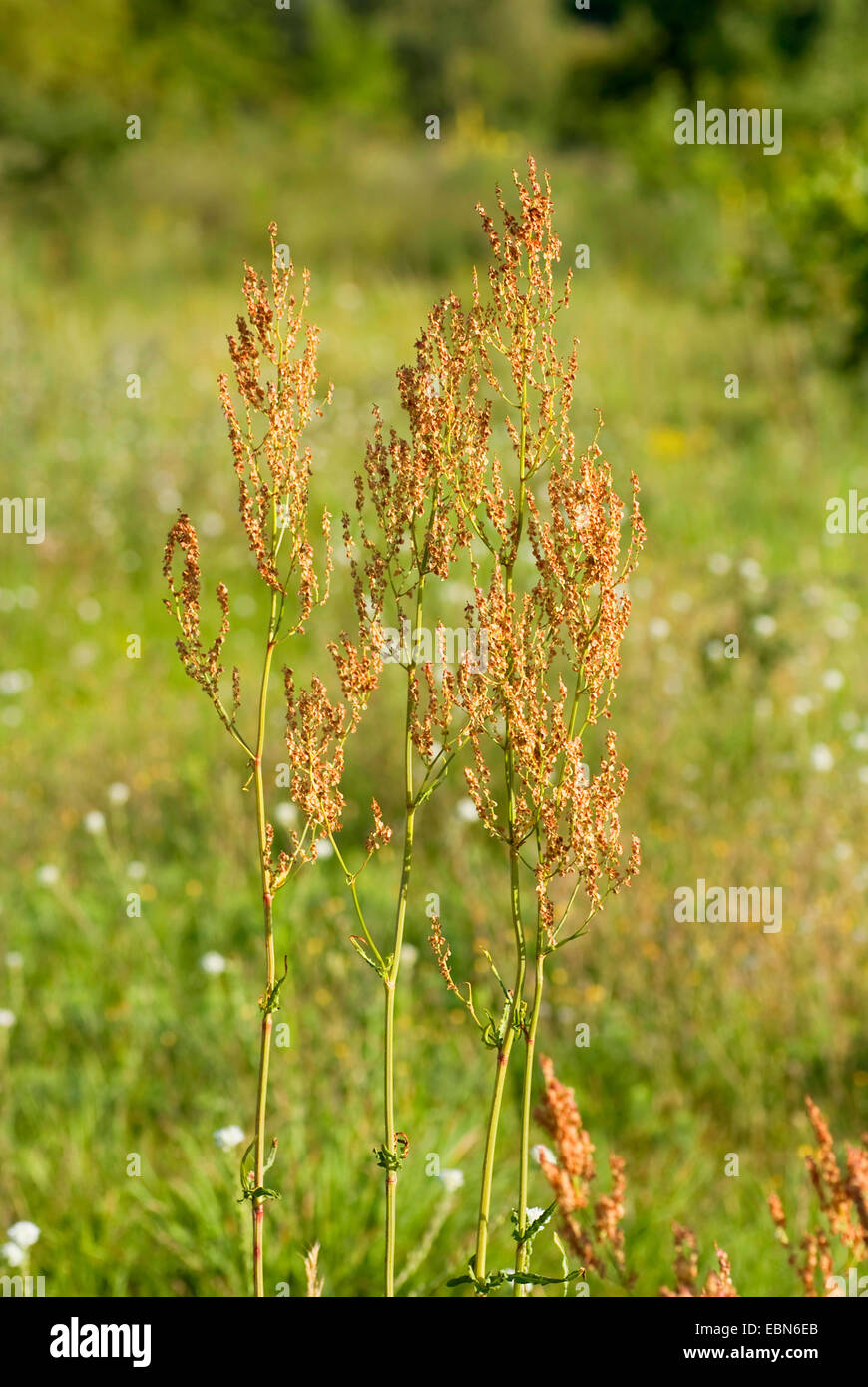 Rumex thyrsiflorus Banque de photographies et d’images à haute ...