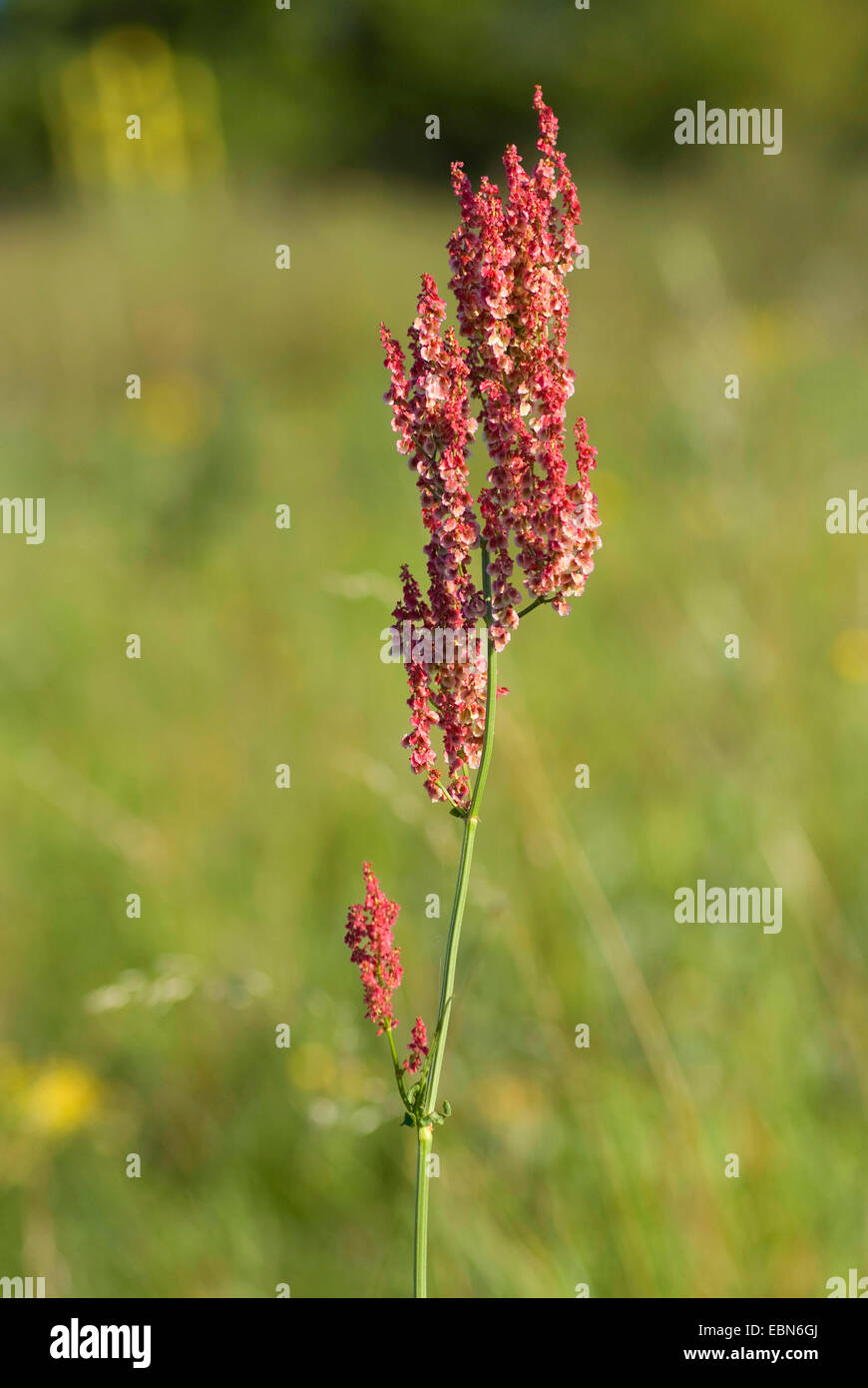 Rumex thyrsiflorus Banque de photographies et d’images à haute ...