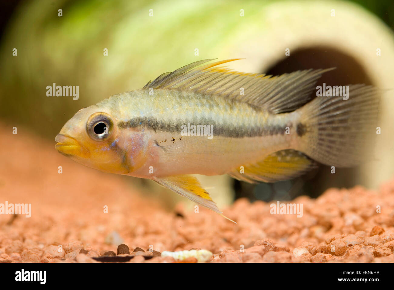 Apistogramma cichlidés nains (Apistogramma juruensis), natation Photo ...