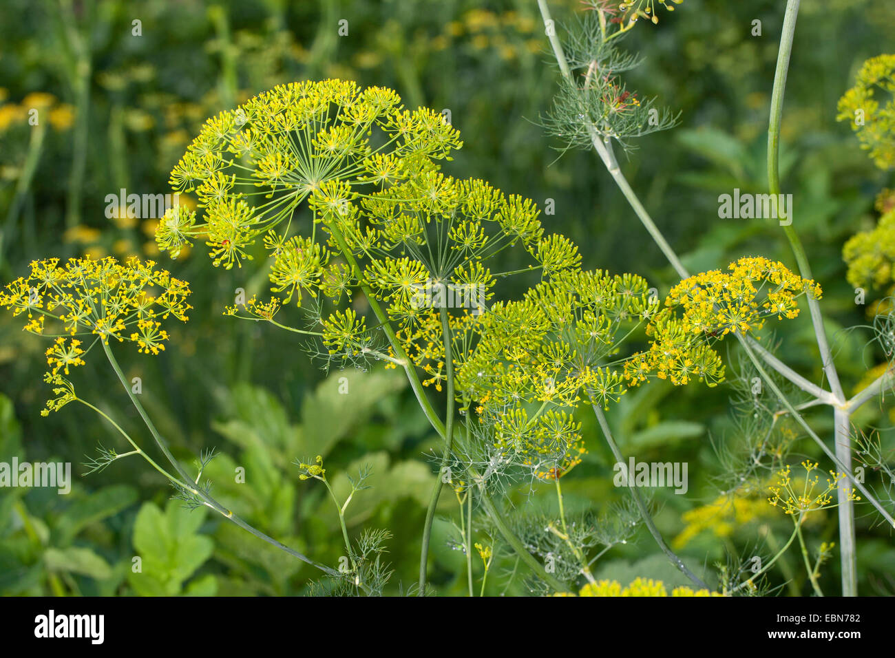 Aneth anethum graveolens Banque de photographies et d’images à haute ...
