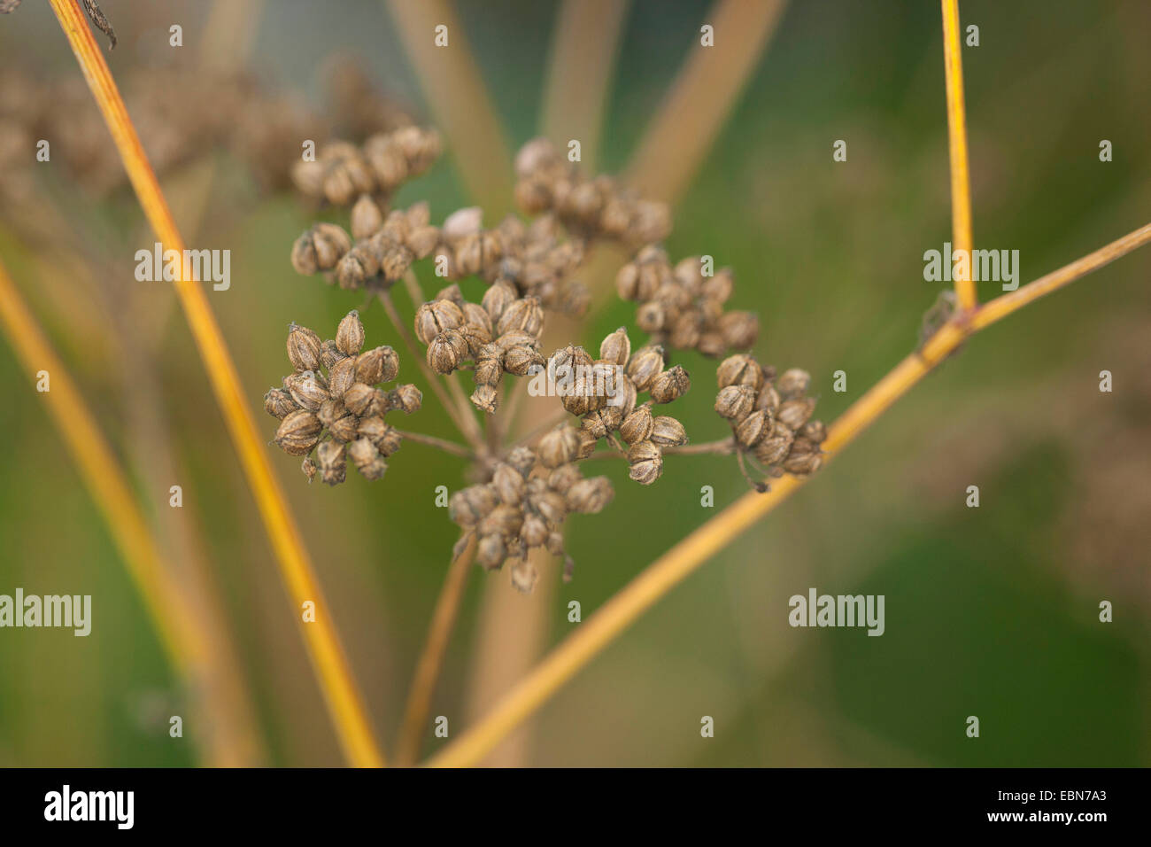 Poison hemlock conium maculatum fruits Banque de photographies et d ...