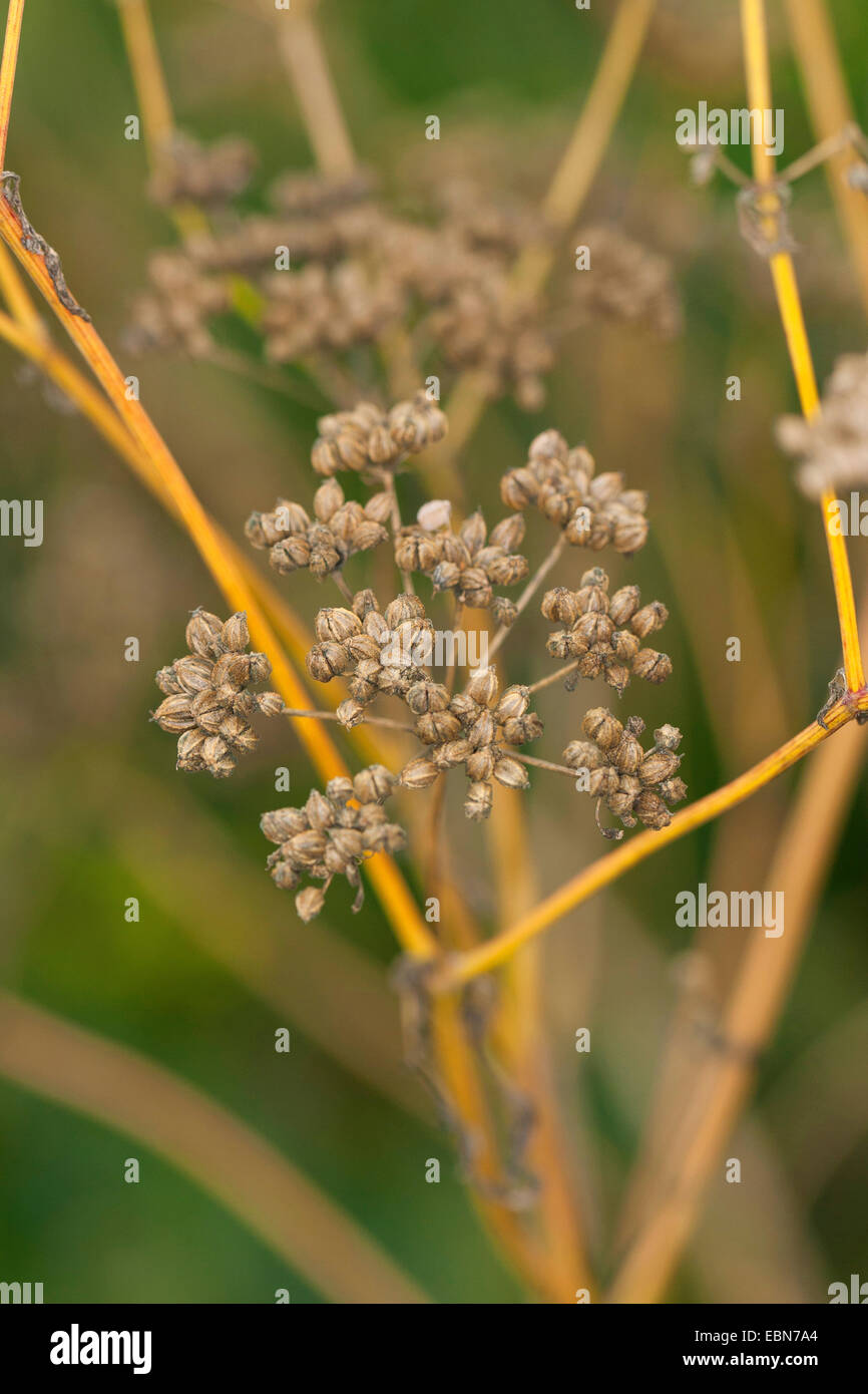 Poison hemlock conium maculatum fruits Banque de photographies et d ...