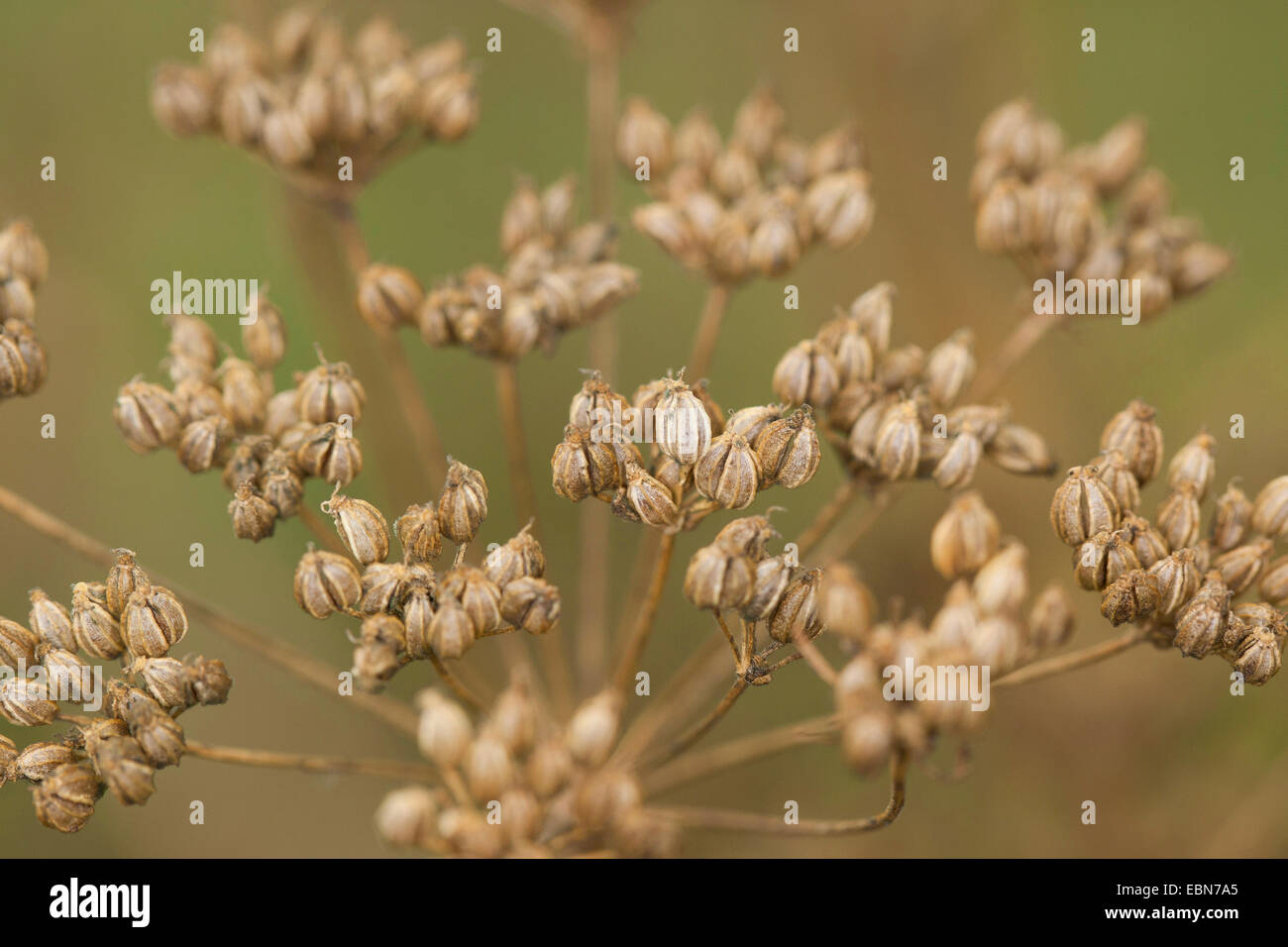 Poison hemlock conium maculatum fruits Banque de photographies et d ...