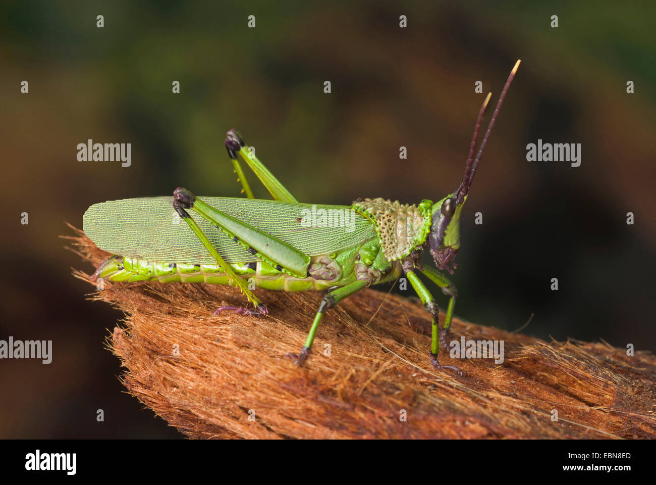 Insecte vert insectes Banque de photographies et d’images à haute ...