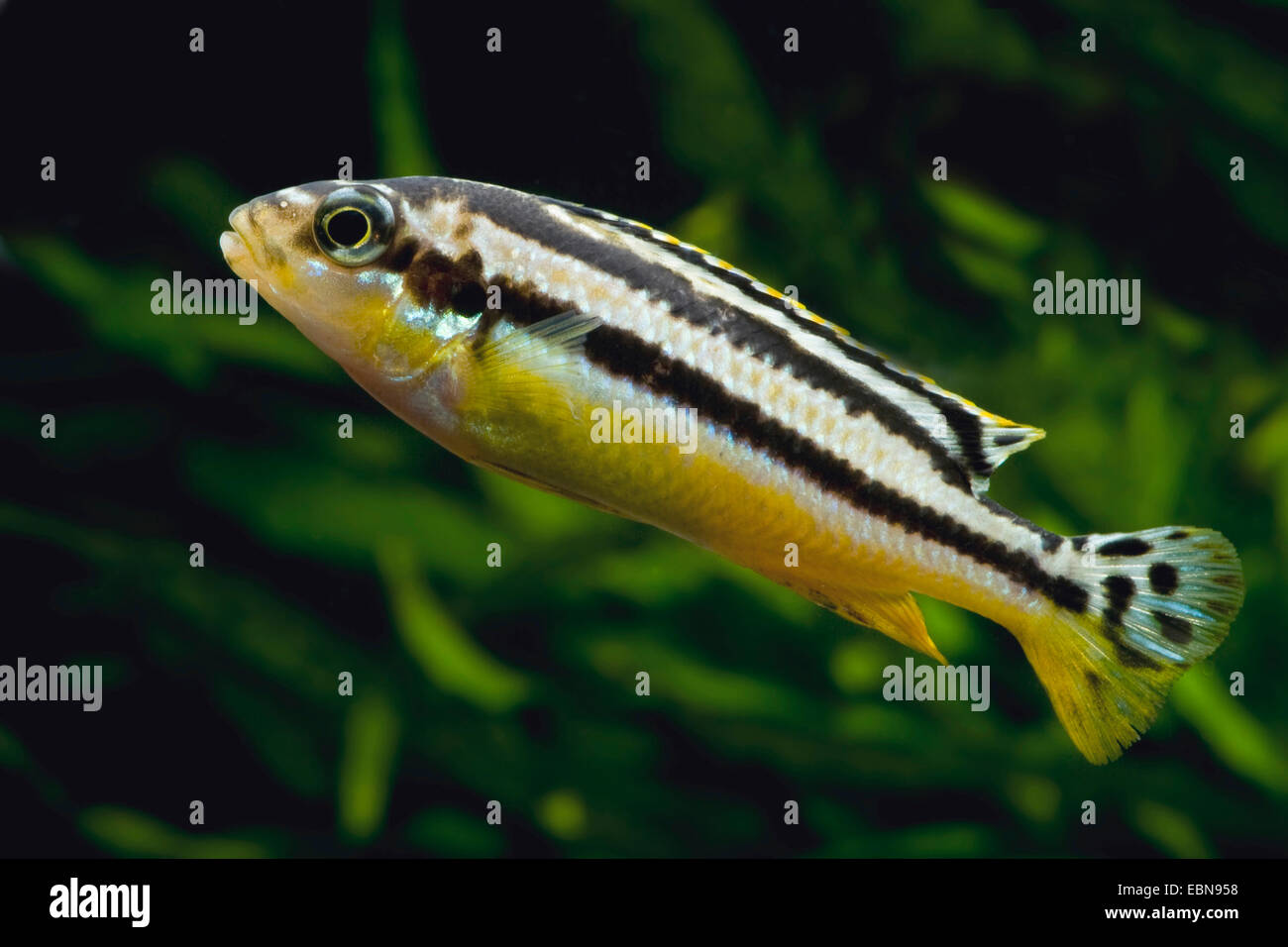 Golden mbuna Banque de photographies et d’images à haute résolution - Alamy