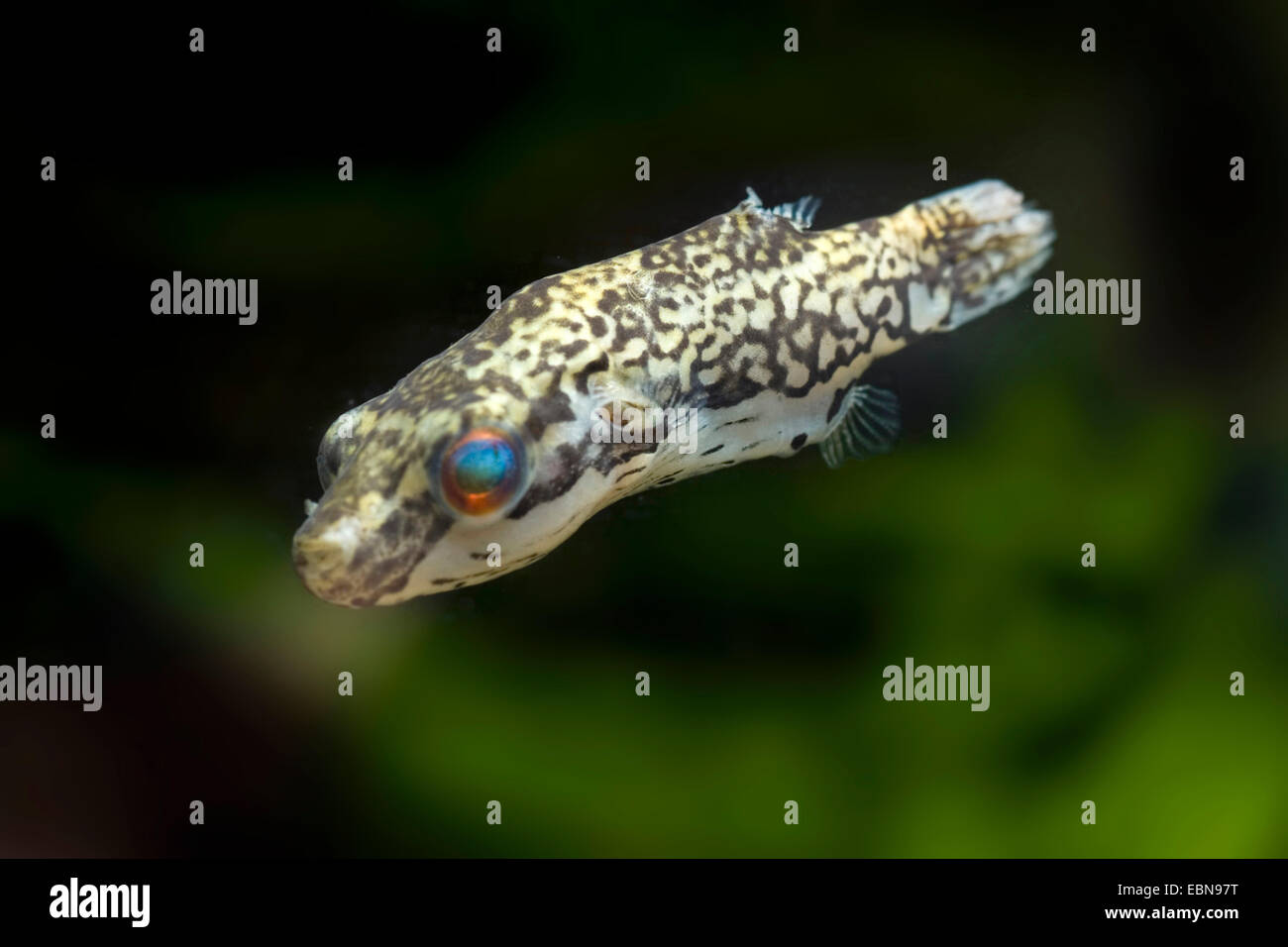 Portrait de poisson puffer poison Banque de photographies et d’images à ...