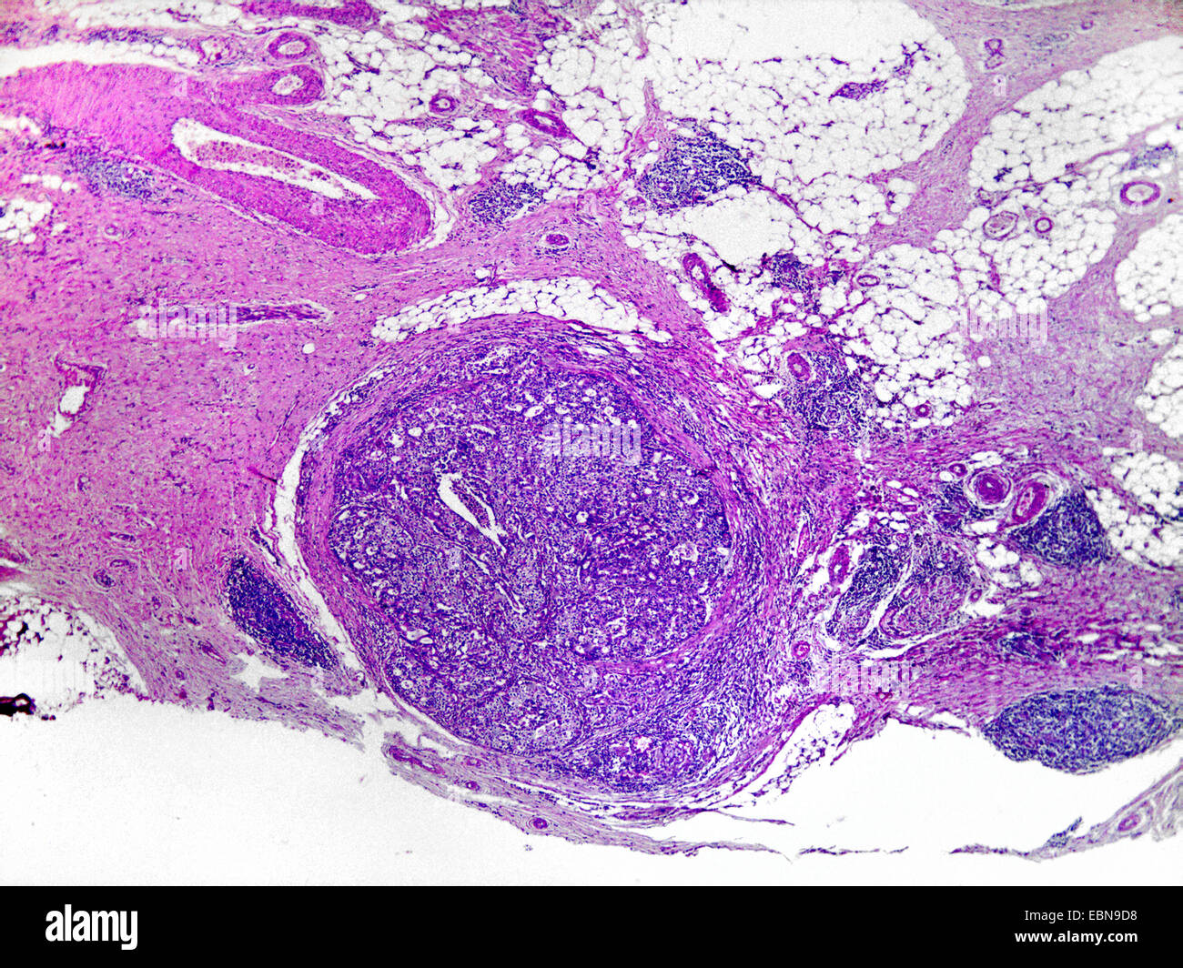 Coupe Histologique Banque d'image et photos - Alamy
