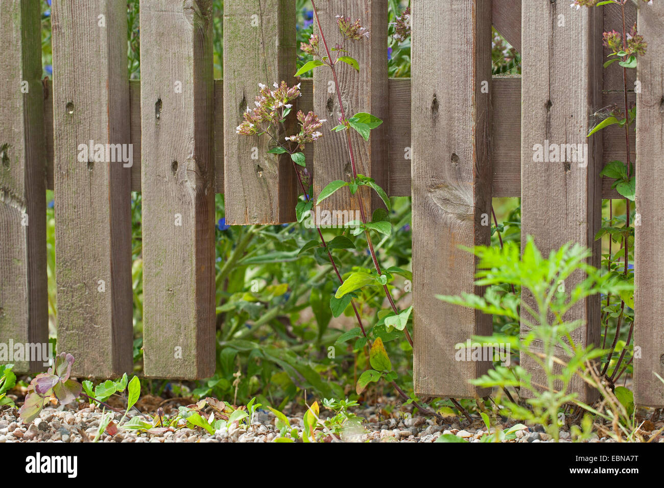 Trou de hérisson dans jardin Banque de photographies et d’images à ...