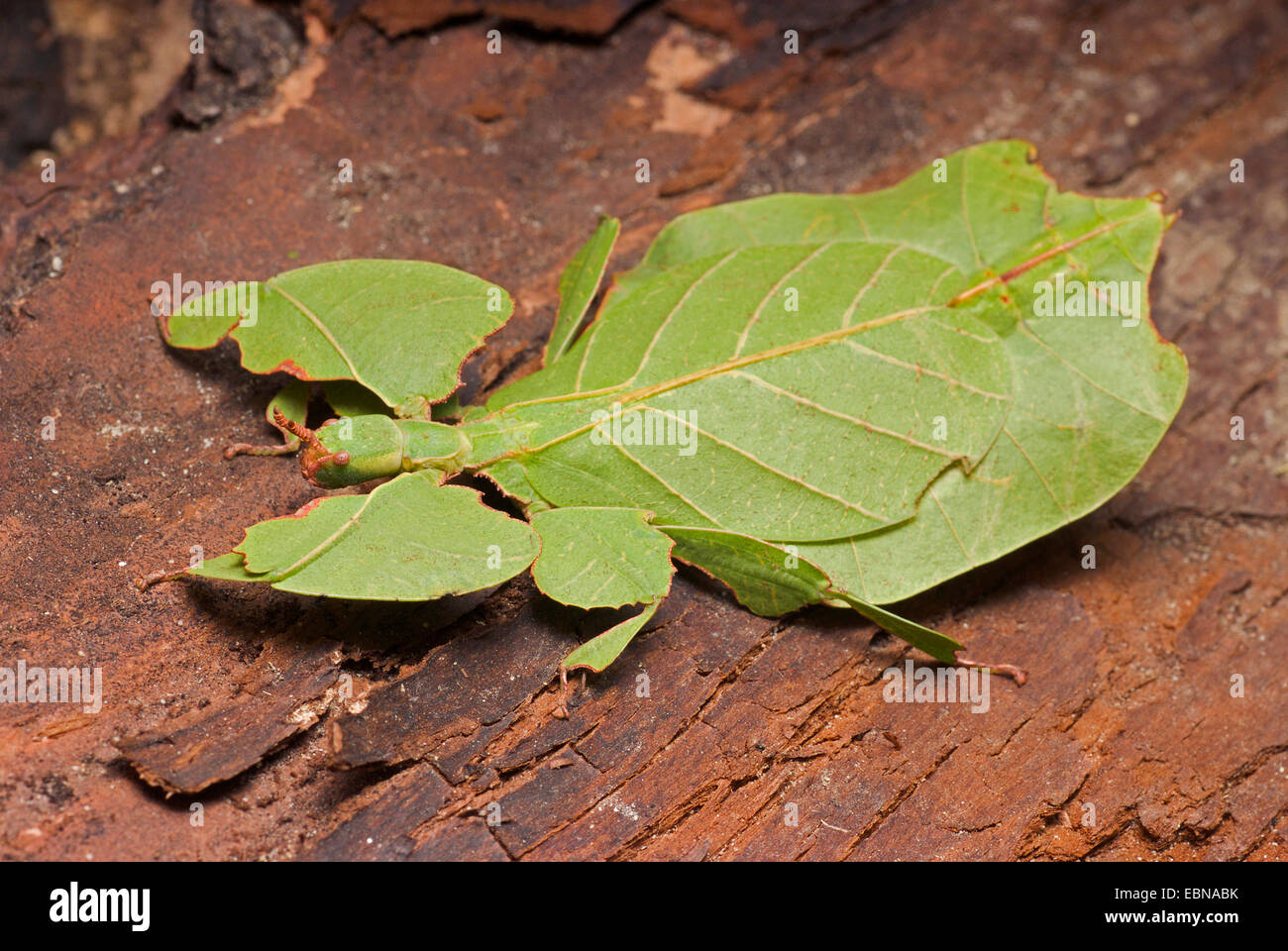 Insectes verts Banque de photographies et d’images à haute résolution ...