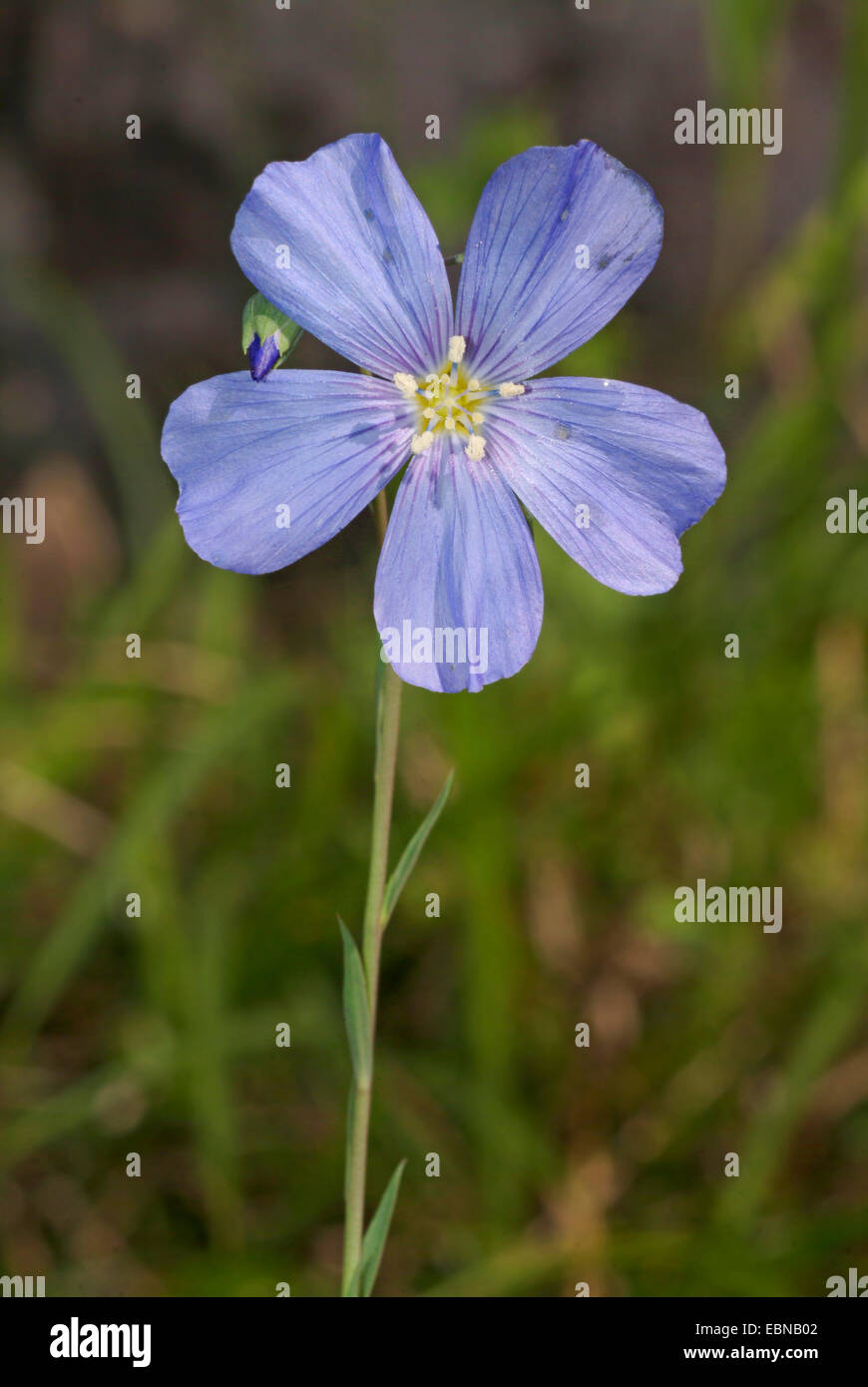 Fleur de lin Banque de photographies et d’images à haute résolution - Alamy