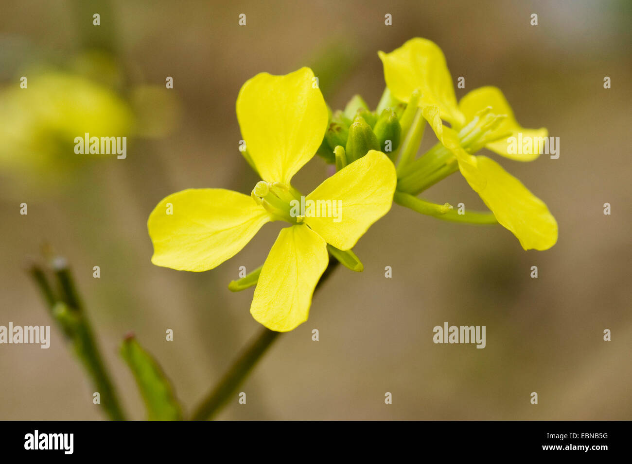 Mur annuel-fusée, fusée de sable, puant wallrocket (Diplotaxis muralis ...