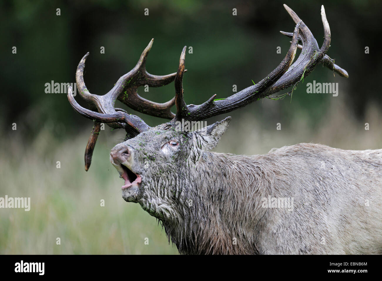 Bactrian deer cervus elaphus bactrianus Banque de photographies et d ...