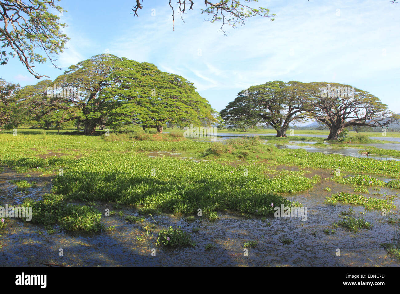 L'eau courante, waterhyacinth-jacinthe d'eau (Eichhornia crassipes ...