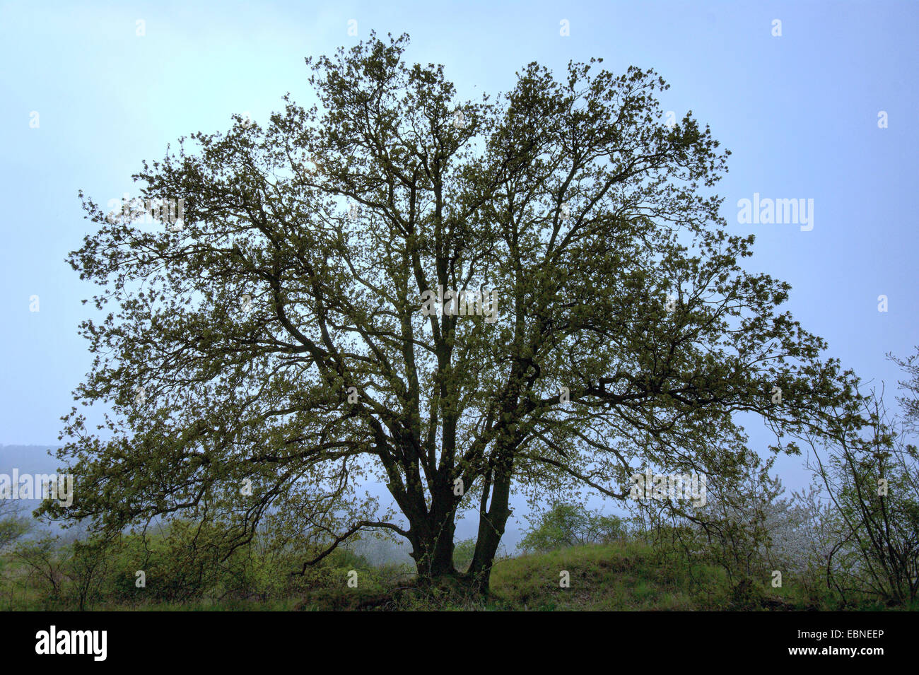 Le chêne commun, le chêne pédonculé, chêne pédonculé (Quercus robur ...