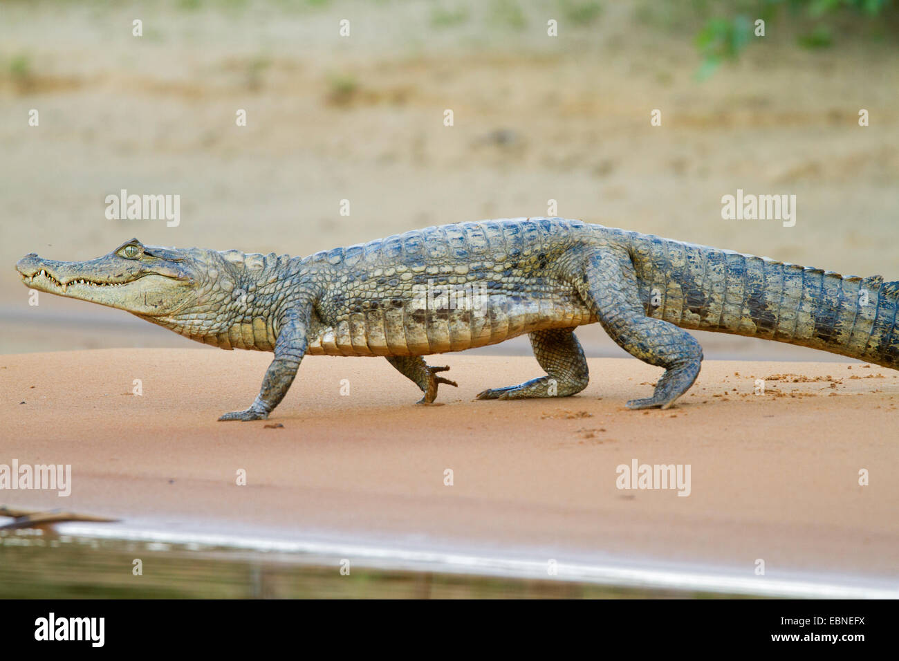 Spectacled caiman Banque de photographies et d’images à haute ...