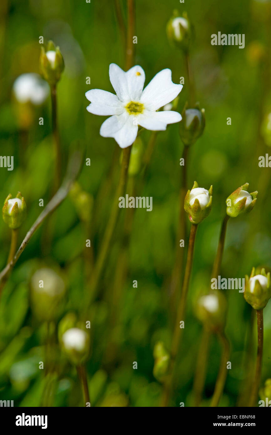 Androsace lactea Banque de photographies et d’images à haute résolution ...
