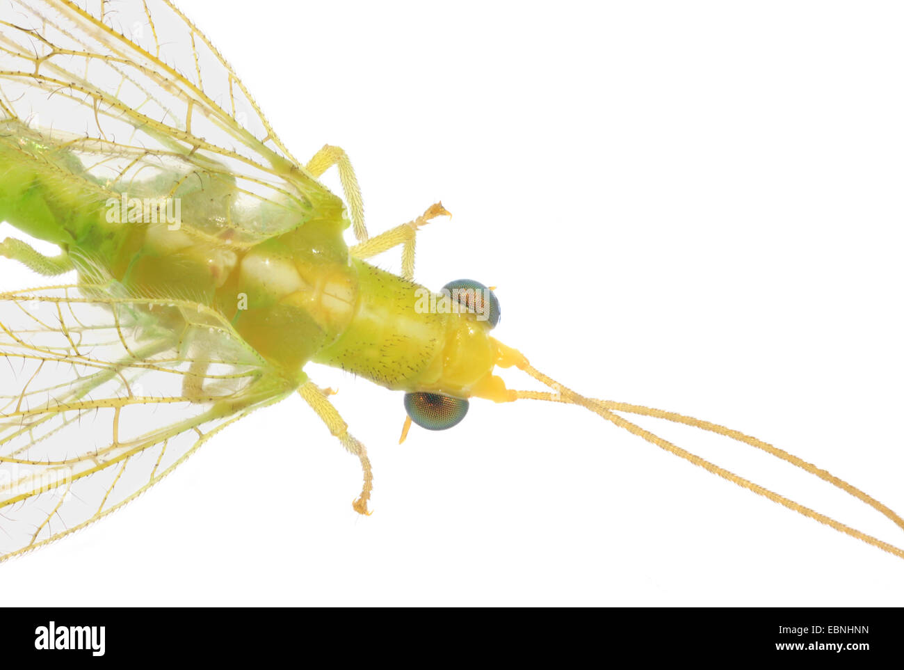 Chrysoperla carnea chrysoperla carnea Banque de photographies et d ...