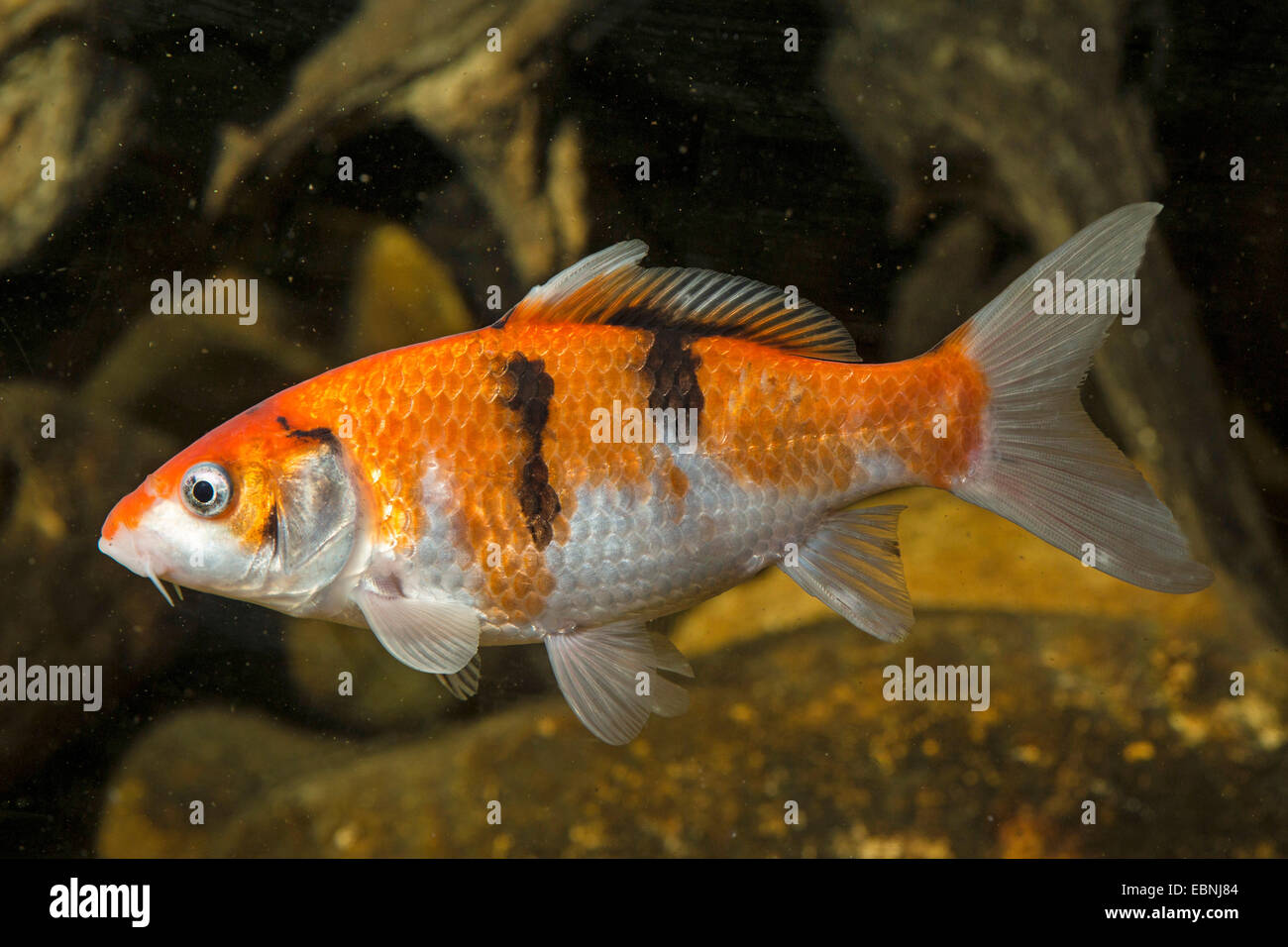 La carpe, la carpe commune, la carpe (Cyprinus carpio), carpes koi ...