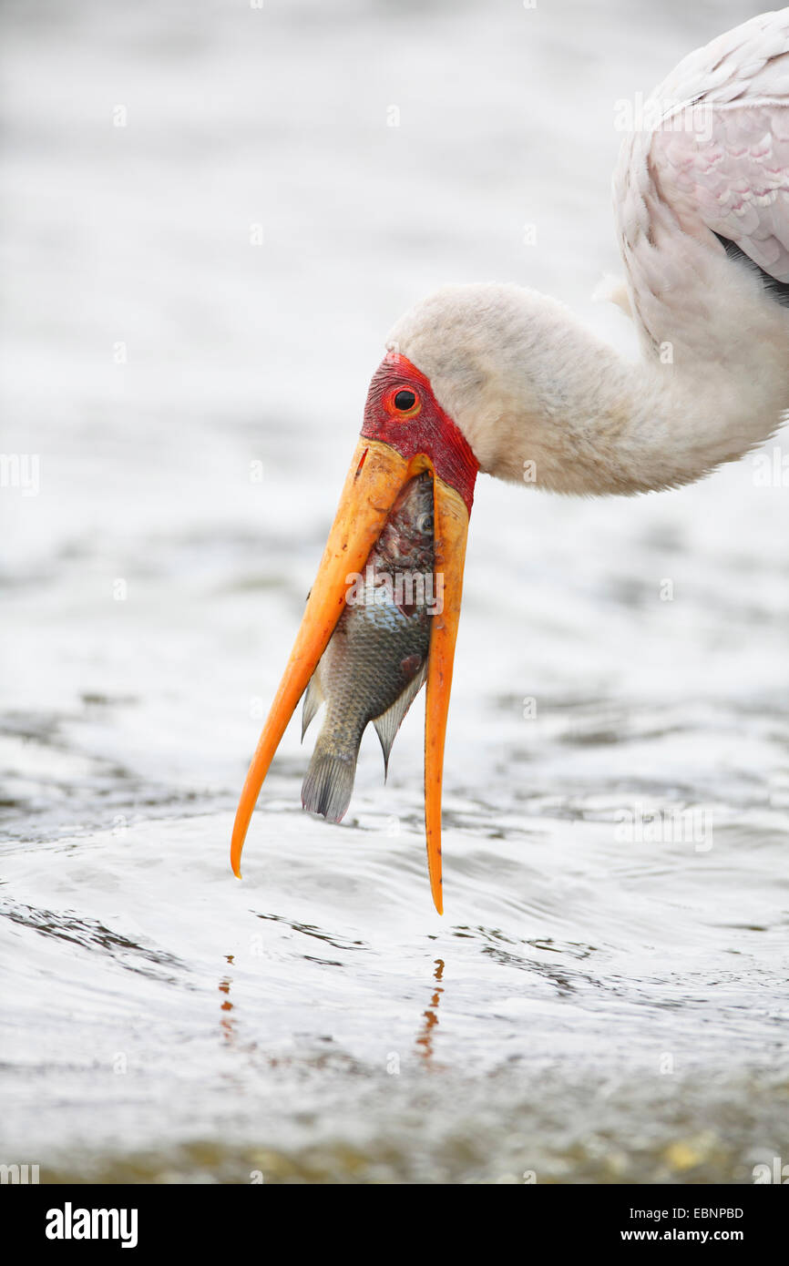 Tête D'ibis Banque d'image et photos - Alamy