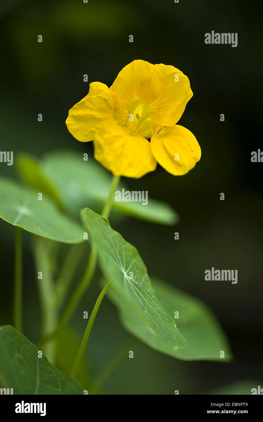 Plantes et fleurs de capucines Banque de photographies et d’images à ...