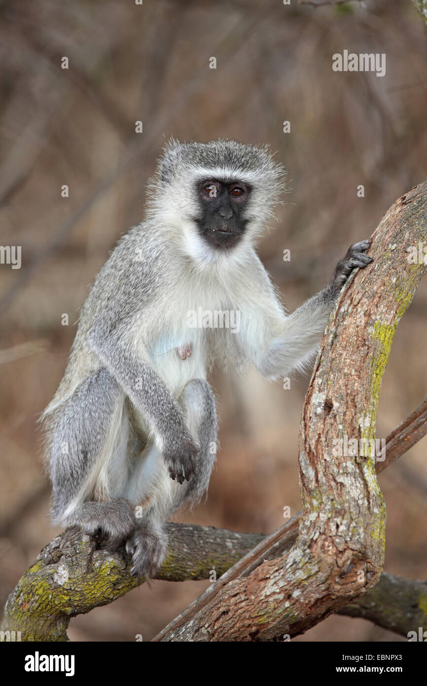 Singe Grivet, savane singe, singe, singe vert (Cercopithecus aethiops ...