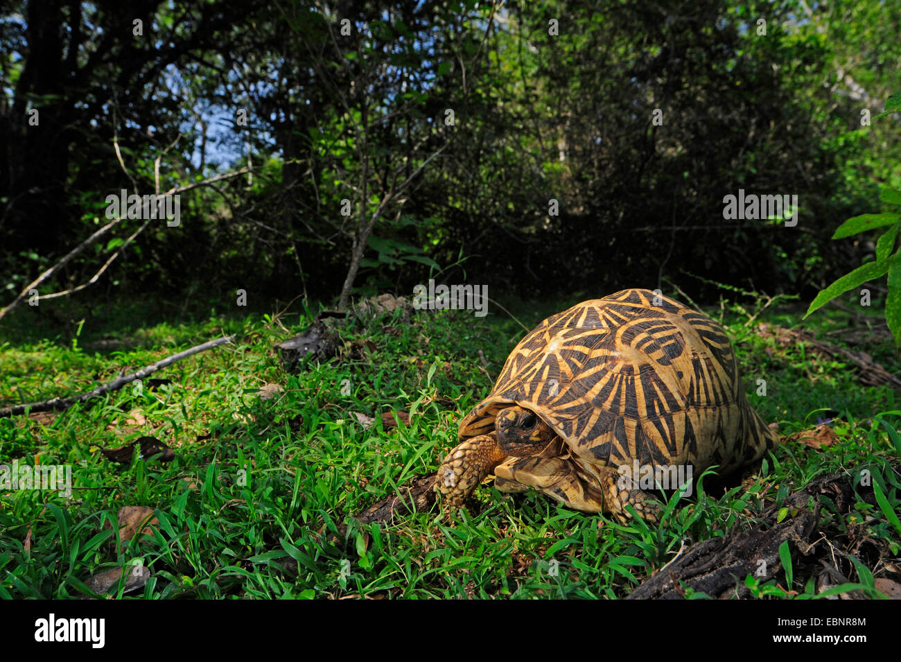 L'Indien, tortue tortue (Geochelone elegans étoilé elegans, Testudo ...