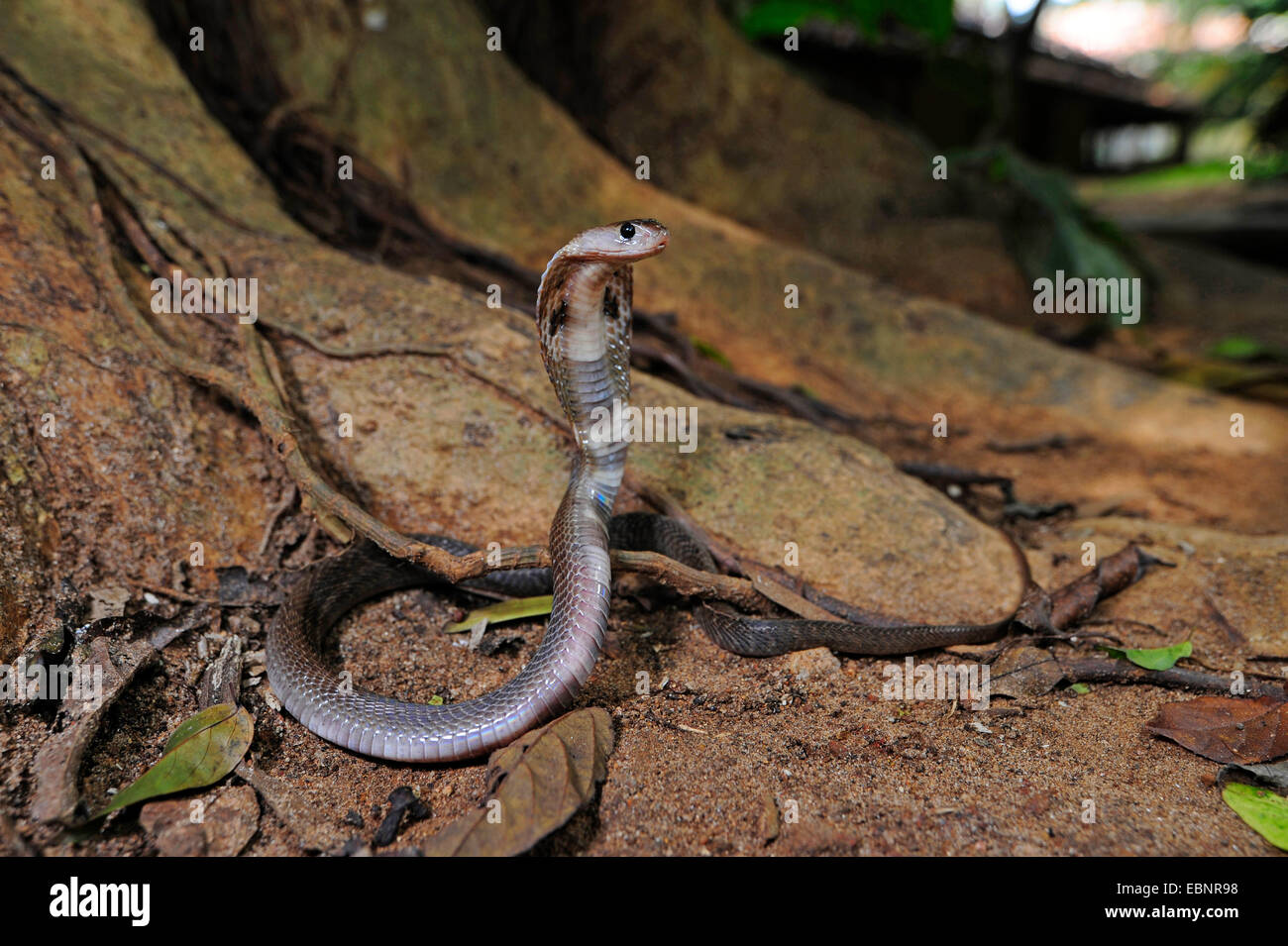 Cobra commun, Indienne (Naja naja), en posture de défense, Sri Lanka ...