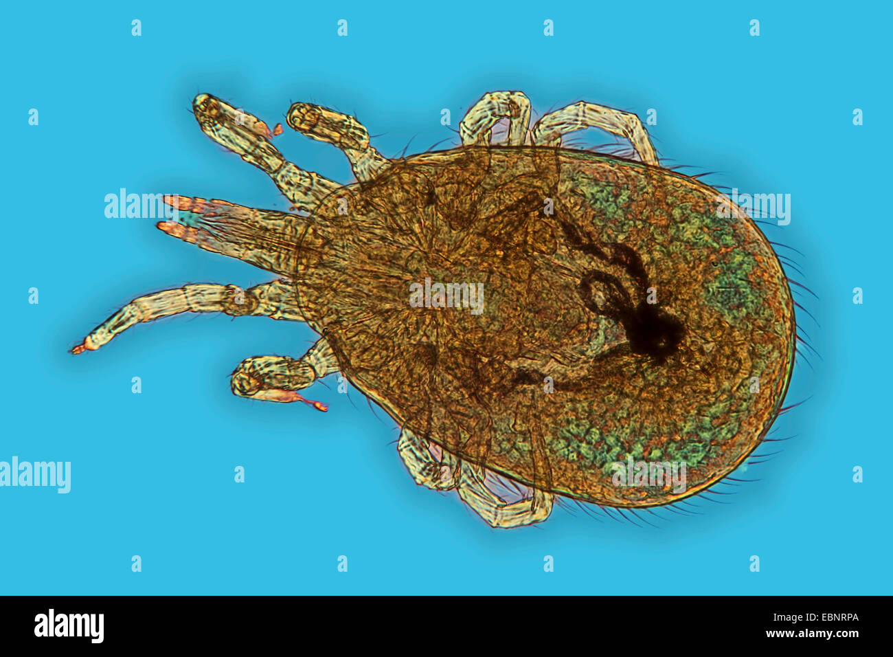 Acarien rouge des volailles, de l'acarien rouge, poulet, poulet acarien ...