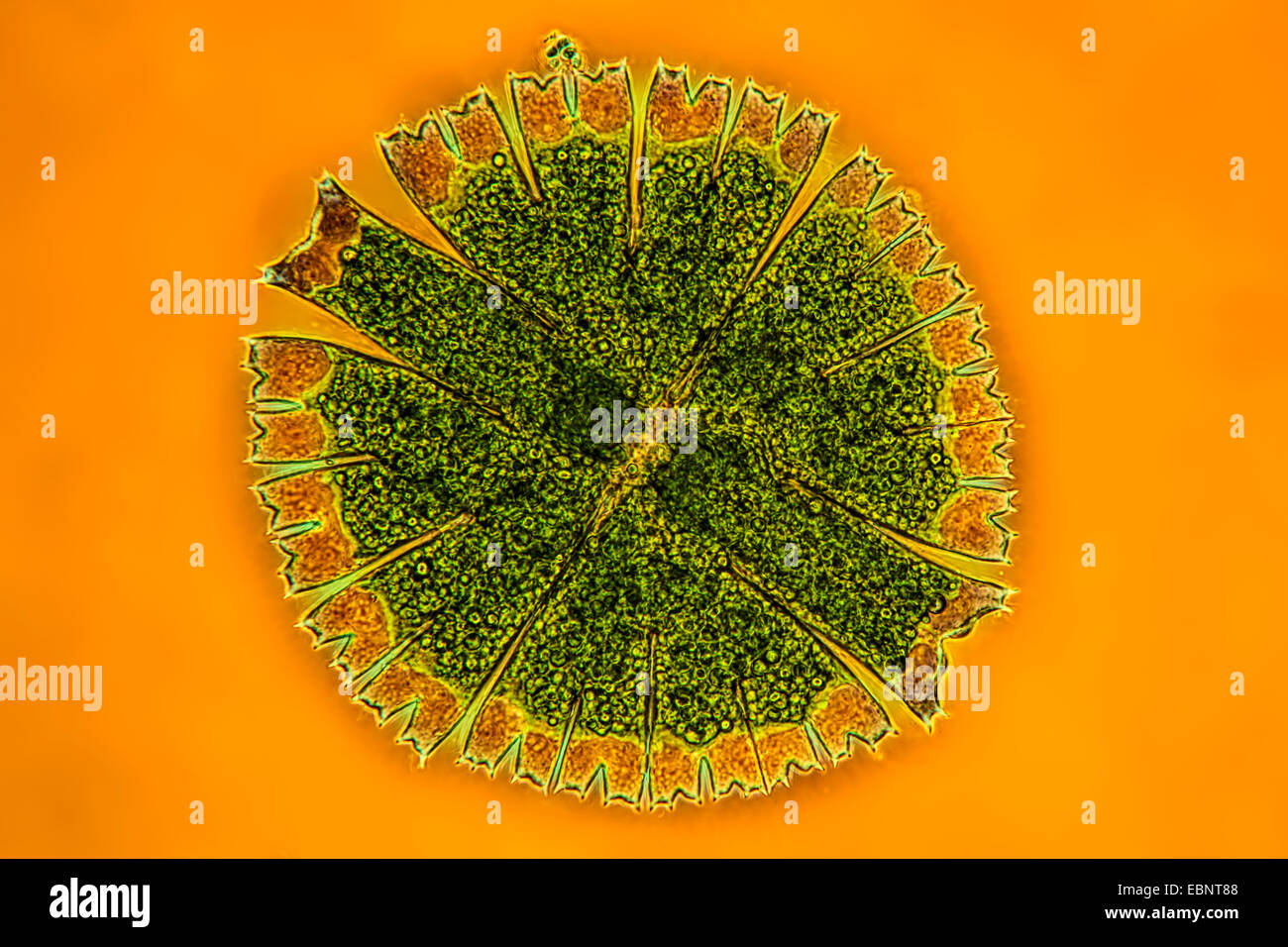 Microscope contraste de phase cellule Banque de photographies et d ...