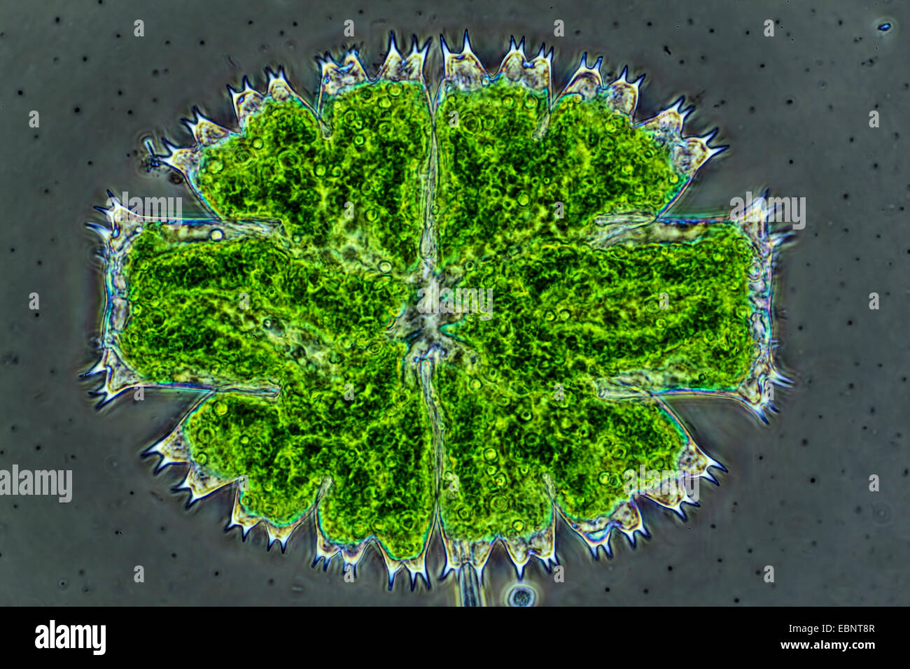 Microscope contraste de phase cellule Banque de photographies et d ...