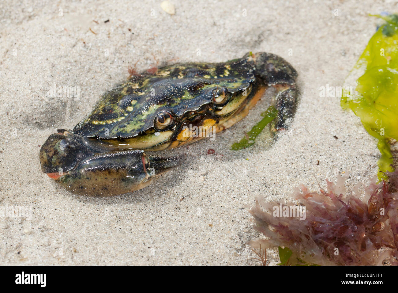 Crabe Atlantique Nord Banque d'image et photos - Alamy