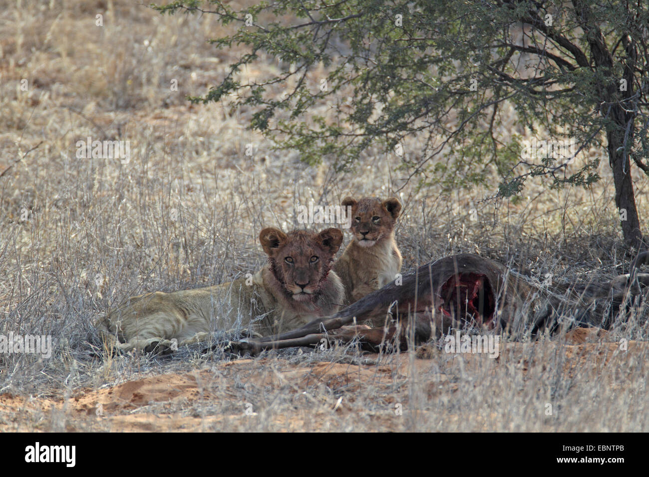 Lion (Panthera leo), la mère et l'enfant à côté d'un gnou morte , Afrique du Sud, Kgalagadi ...