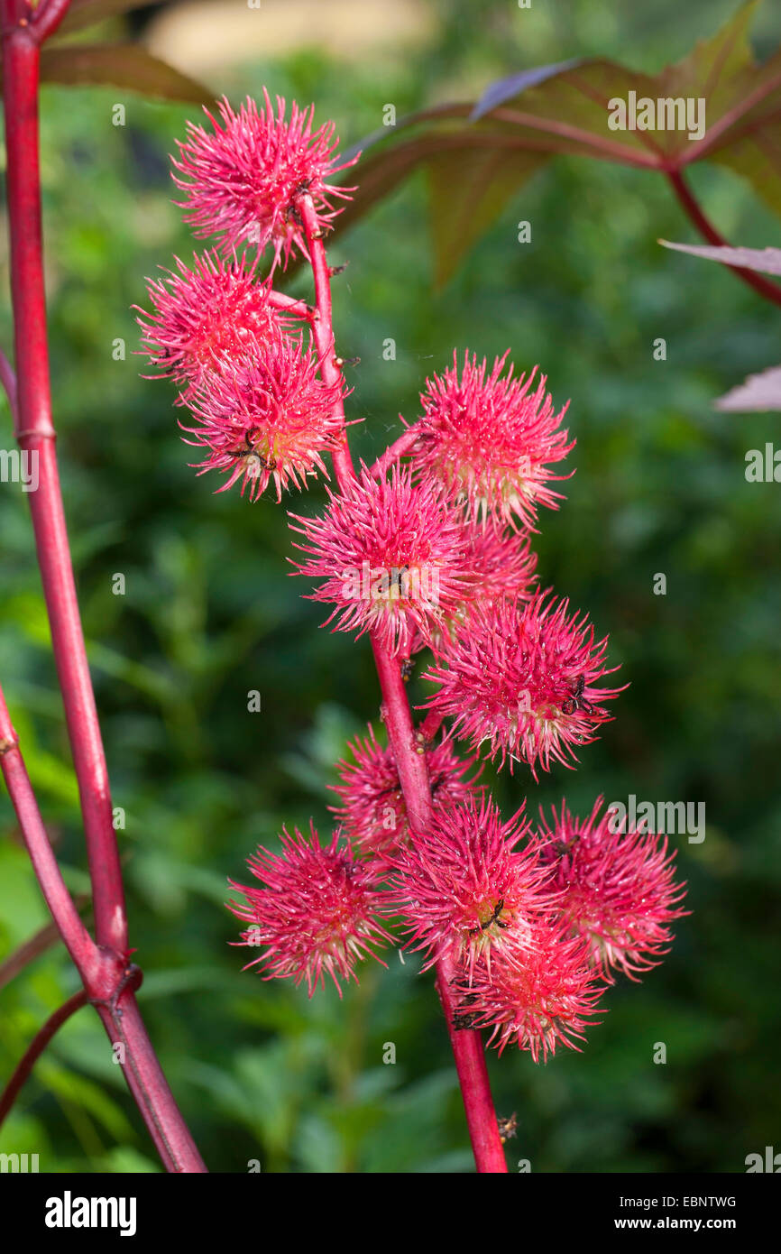 Ricin Ricinus Communis Banque d'image et photos - Alamy