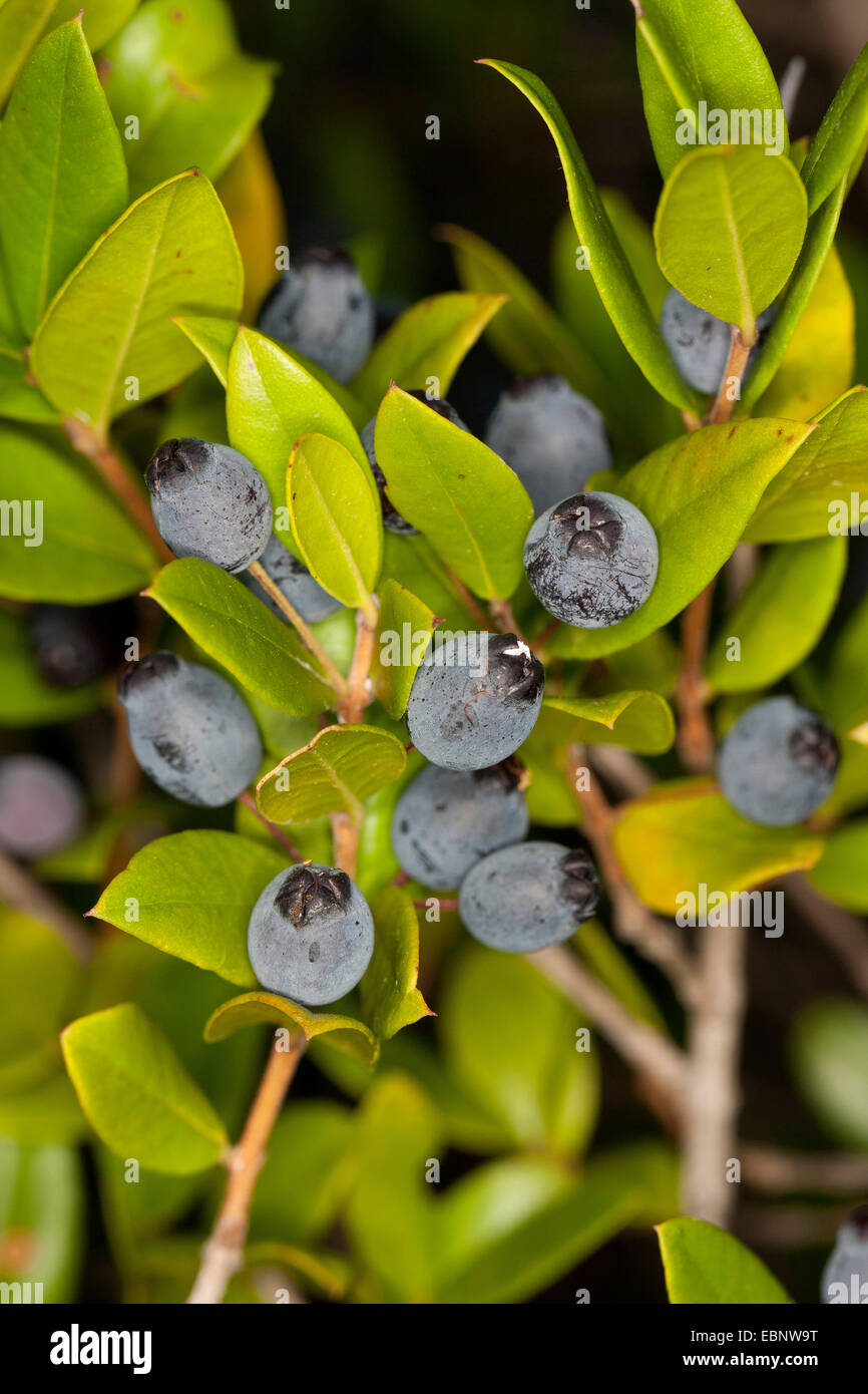 Myrte (Myrtus communis), de la direction générale avec des fruits Photo ...